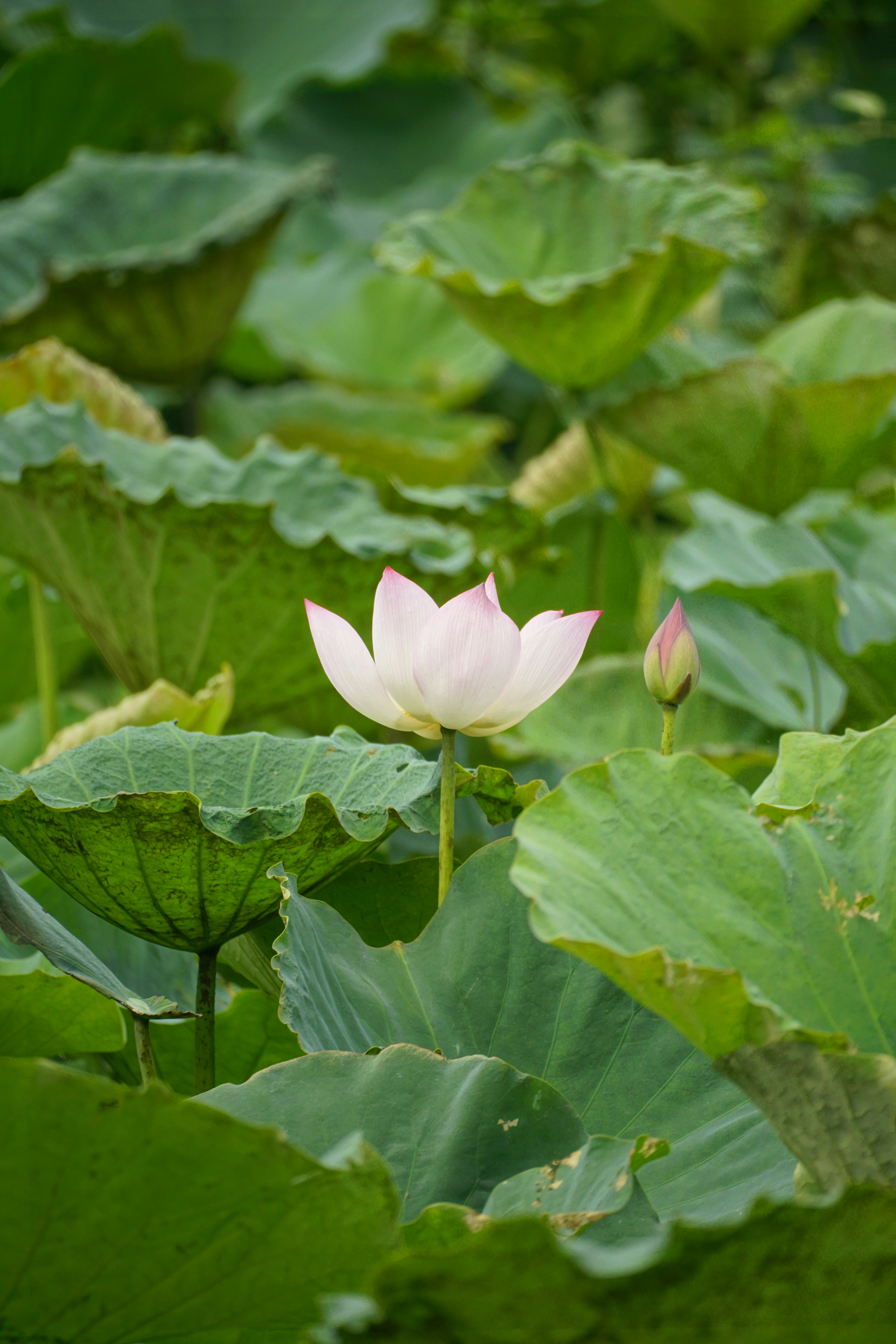 Photo by Duy Le Duc with Sony Alpha 6000