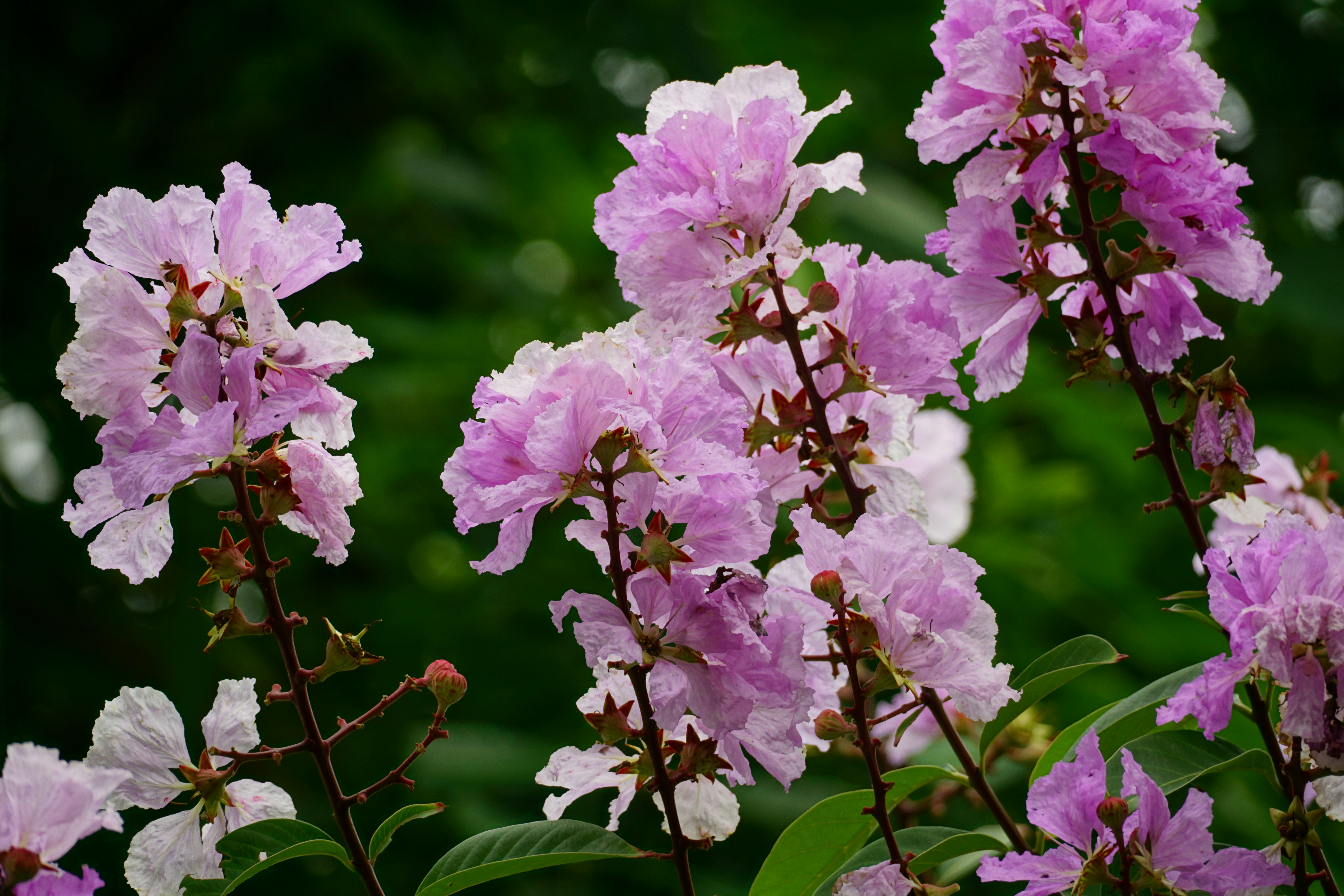 Photo by Duy Le Duc with Sony Alpha 6000