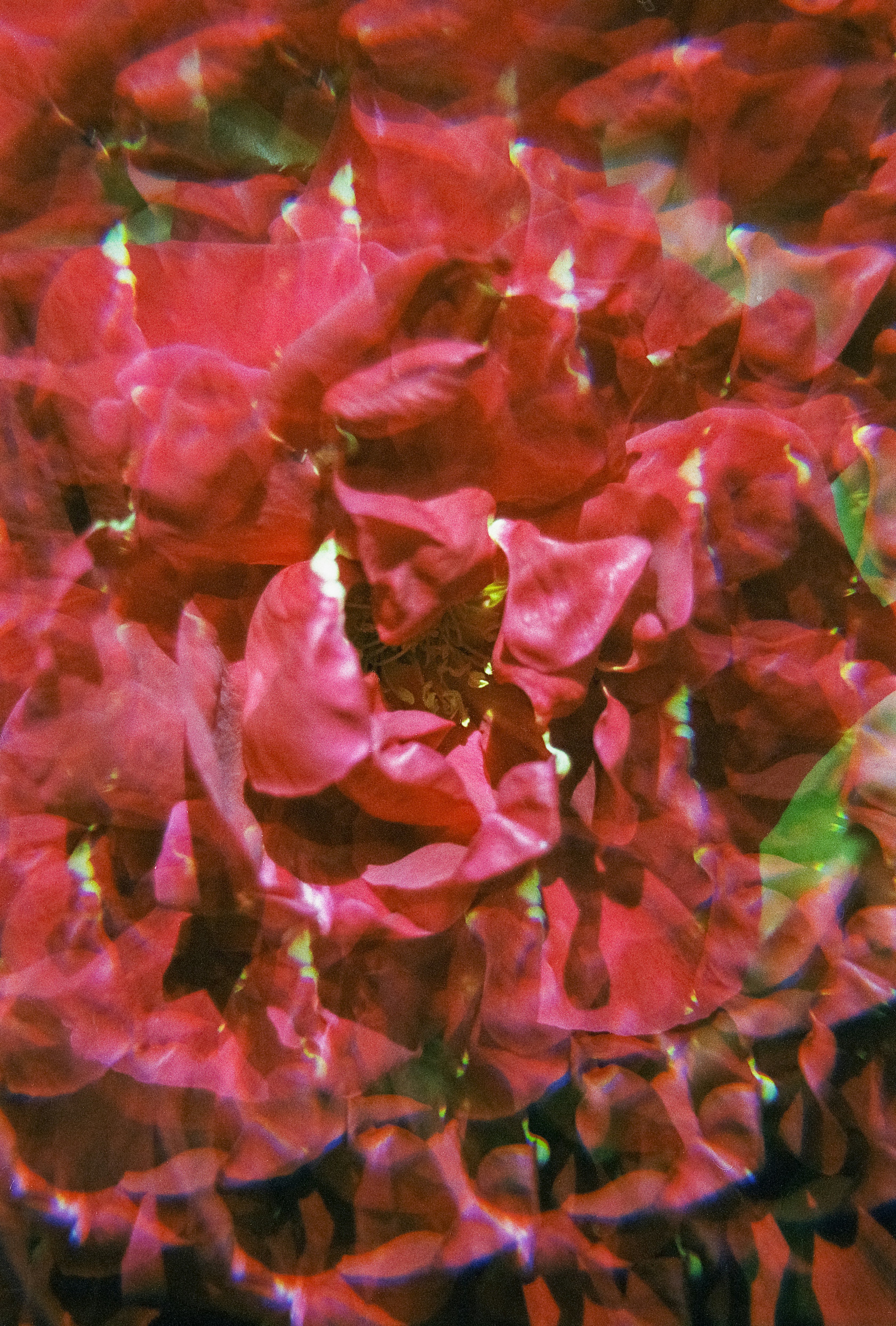 Crimson Petal Mosaic under Iridescent Light