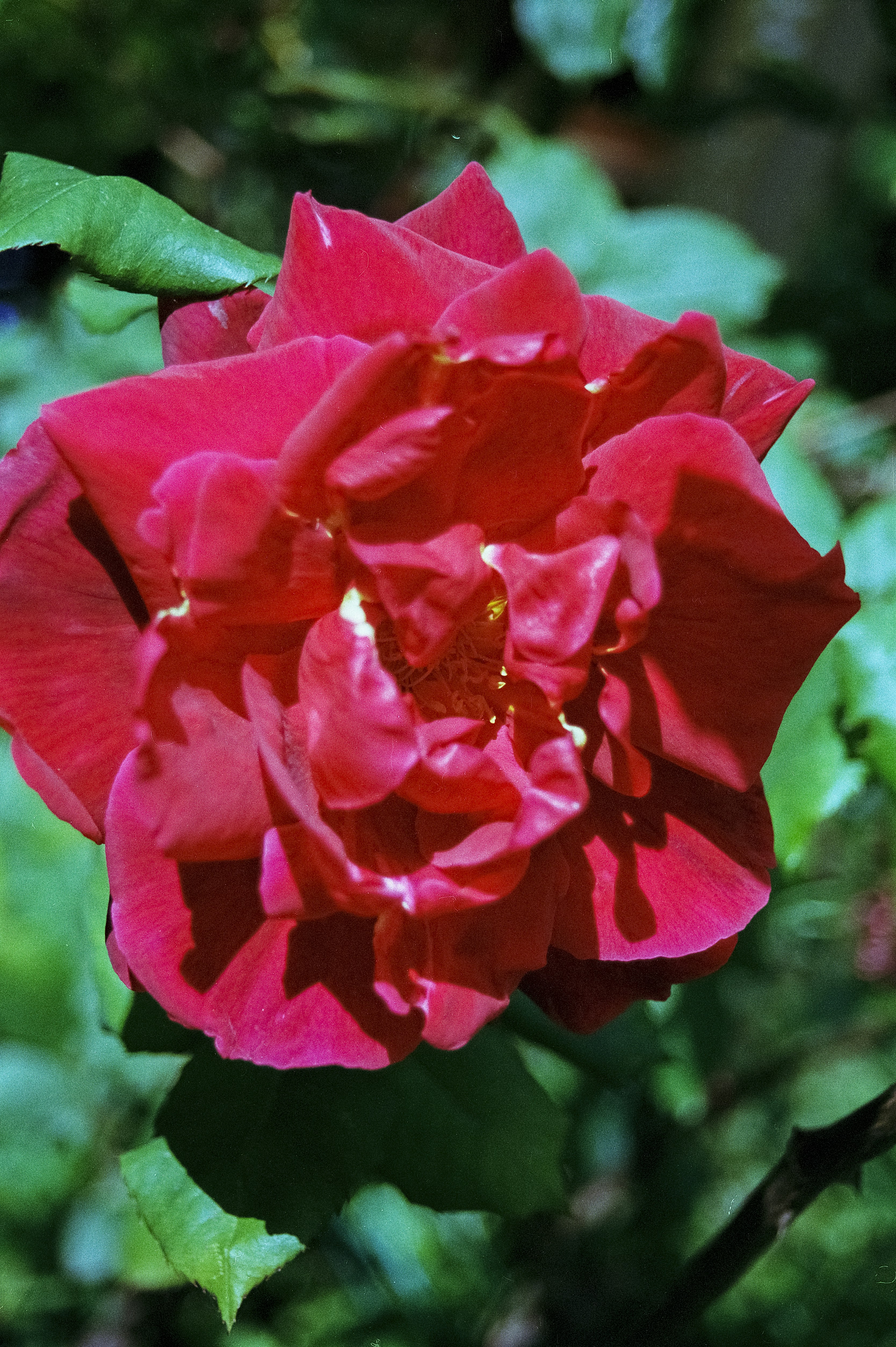 Photo by Artists Eyes with Plustek OpticFilm 8200i