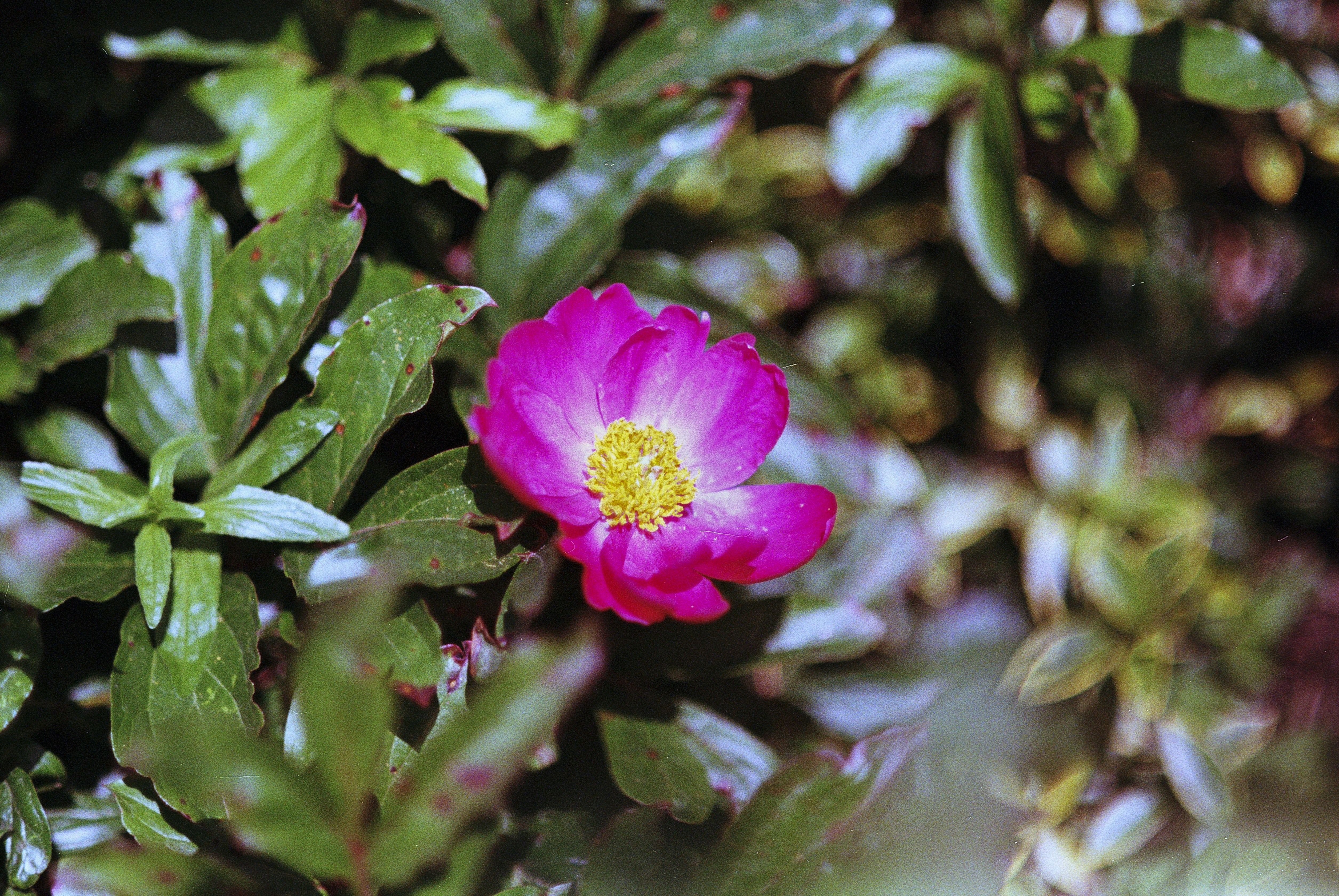 Vivid Blossom Amidst Lush Greenery