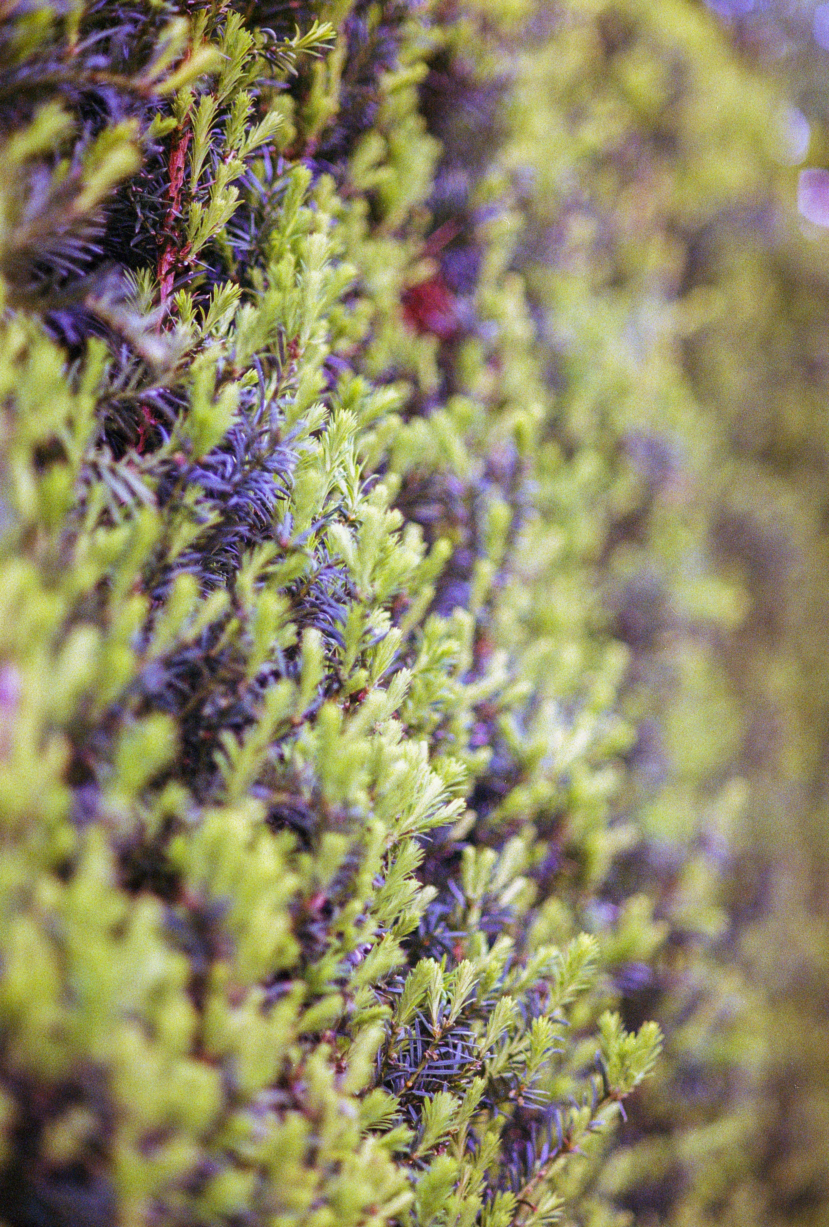 Verdant Tangle: Close-up of Colorful Shrub Tangle