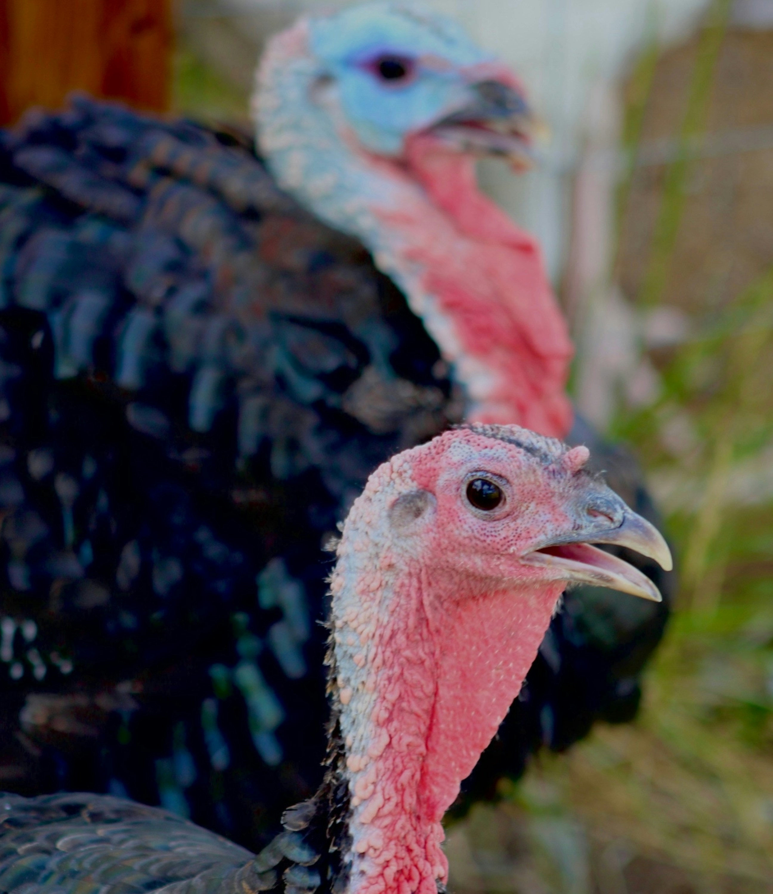 A couple of turkeys standing next to each other photo – Free Animal ...