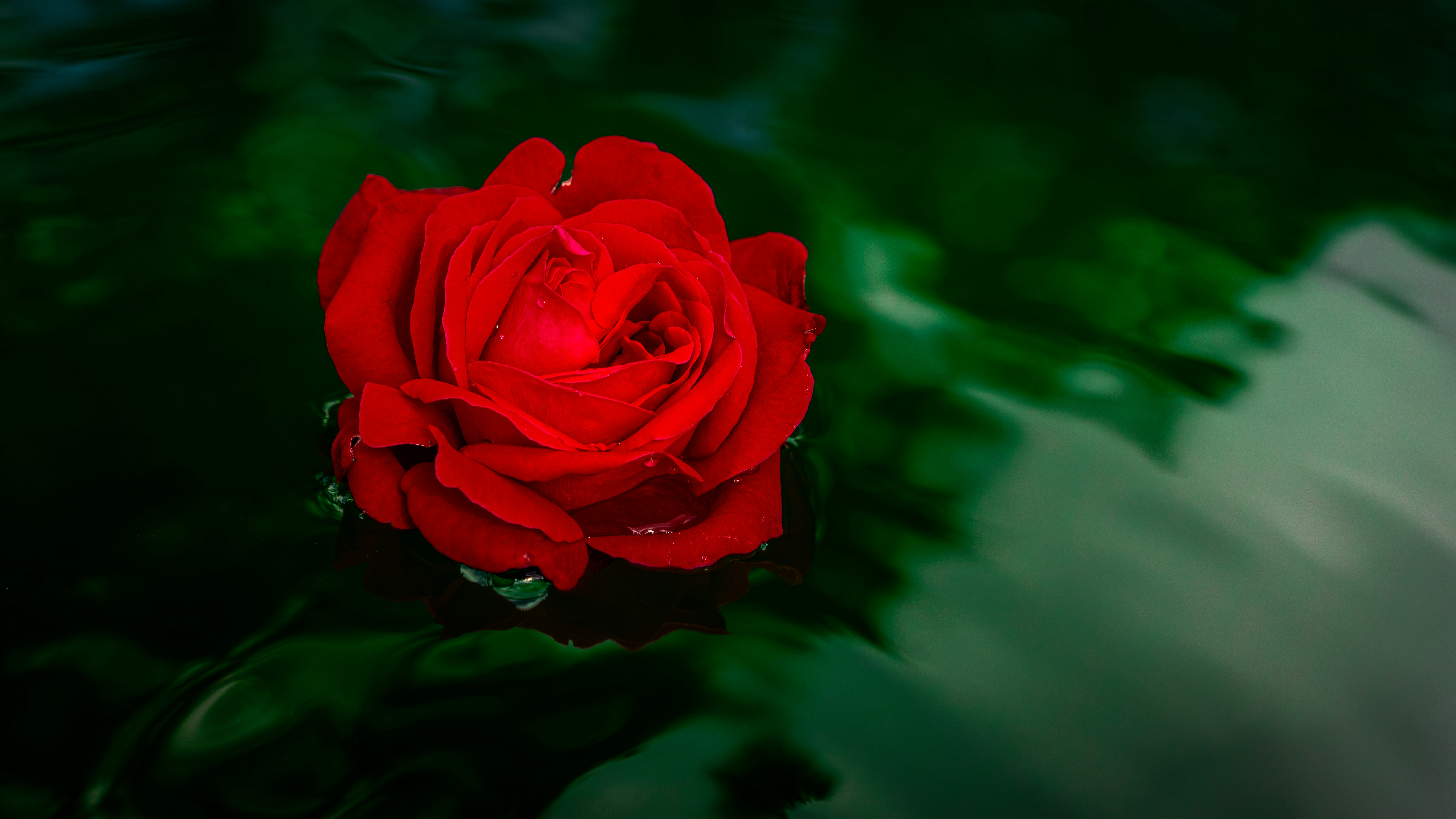 A red rose floating on top of a body of water photo – Free Rose Image ...