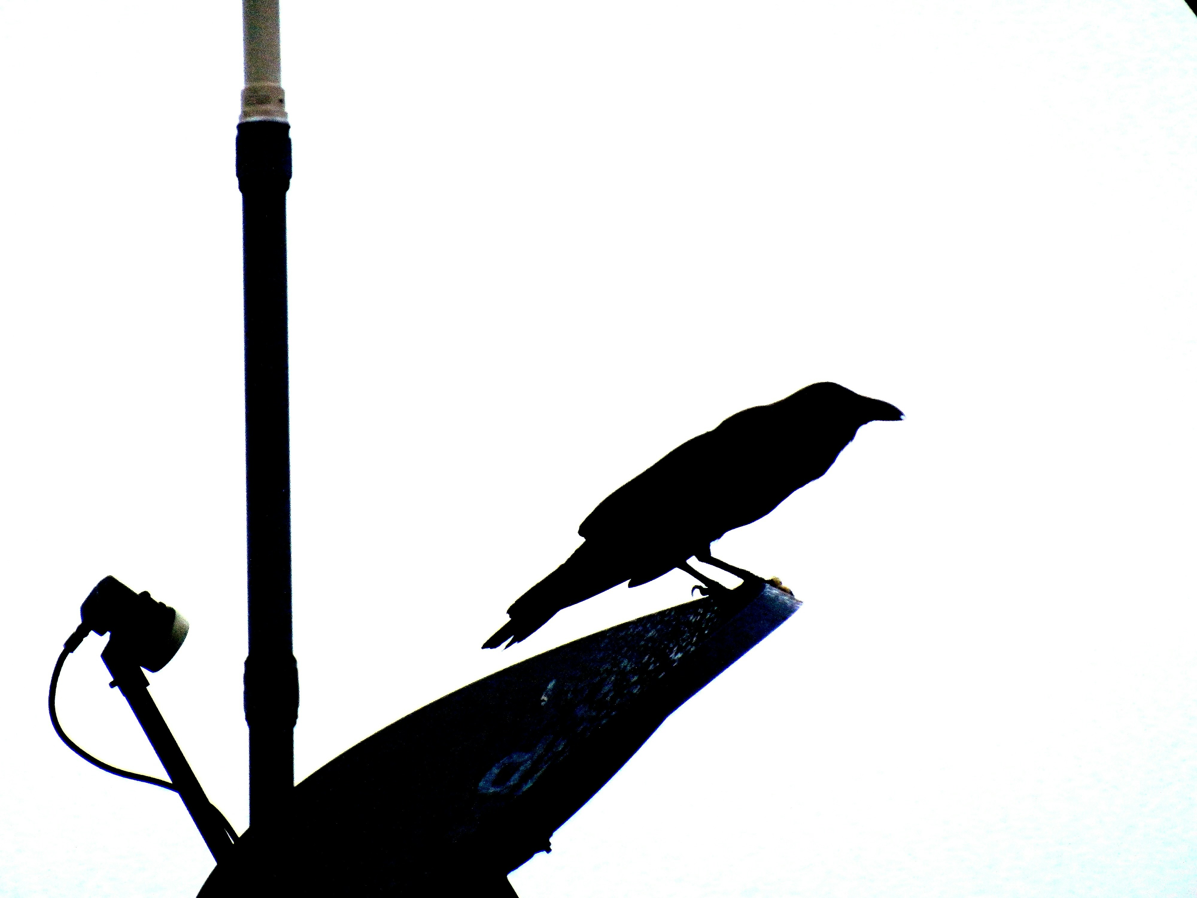 Photo by Muhammed Faizan Hussain with Nikon Coolpix S9100