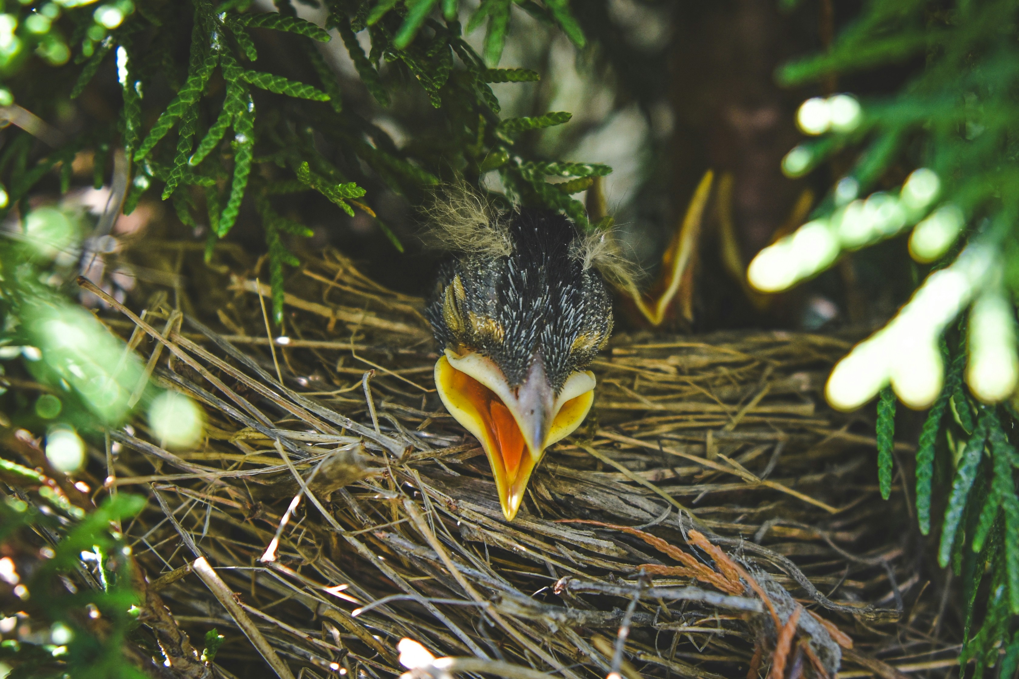 Nesting Call: A hungry hatchling crowned by fern-green shelter