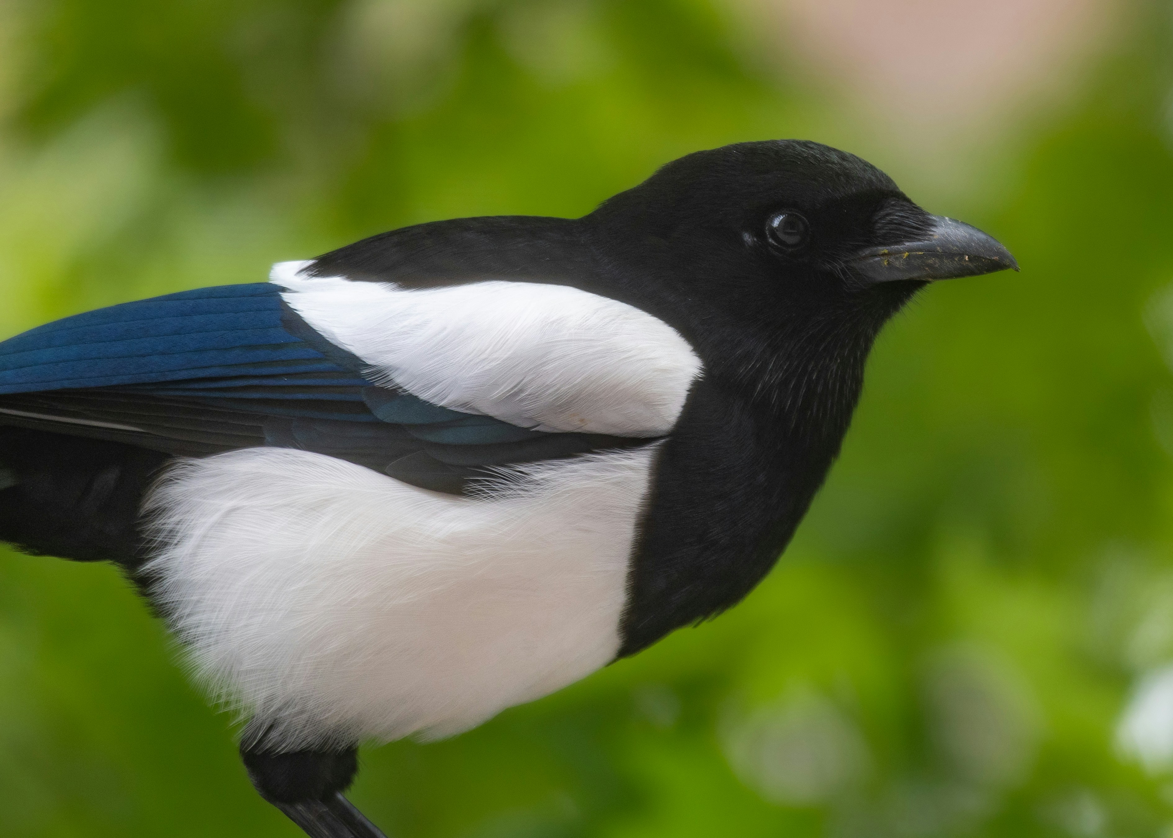 50,000+ Magpie Pictures | Download Free Images on Unsplash