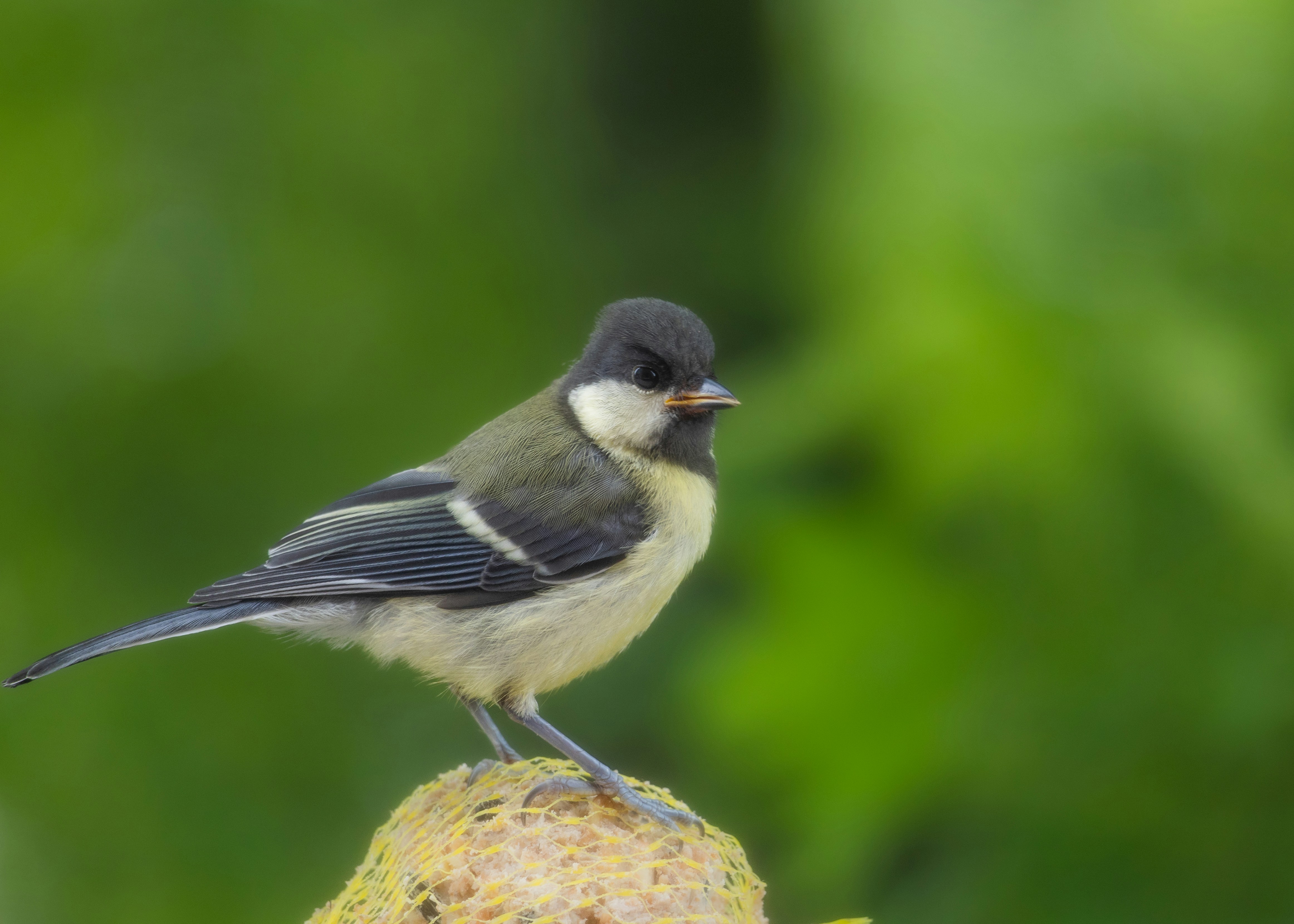 Great Tit on a mossy crown, framed by emerald bokeh