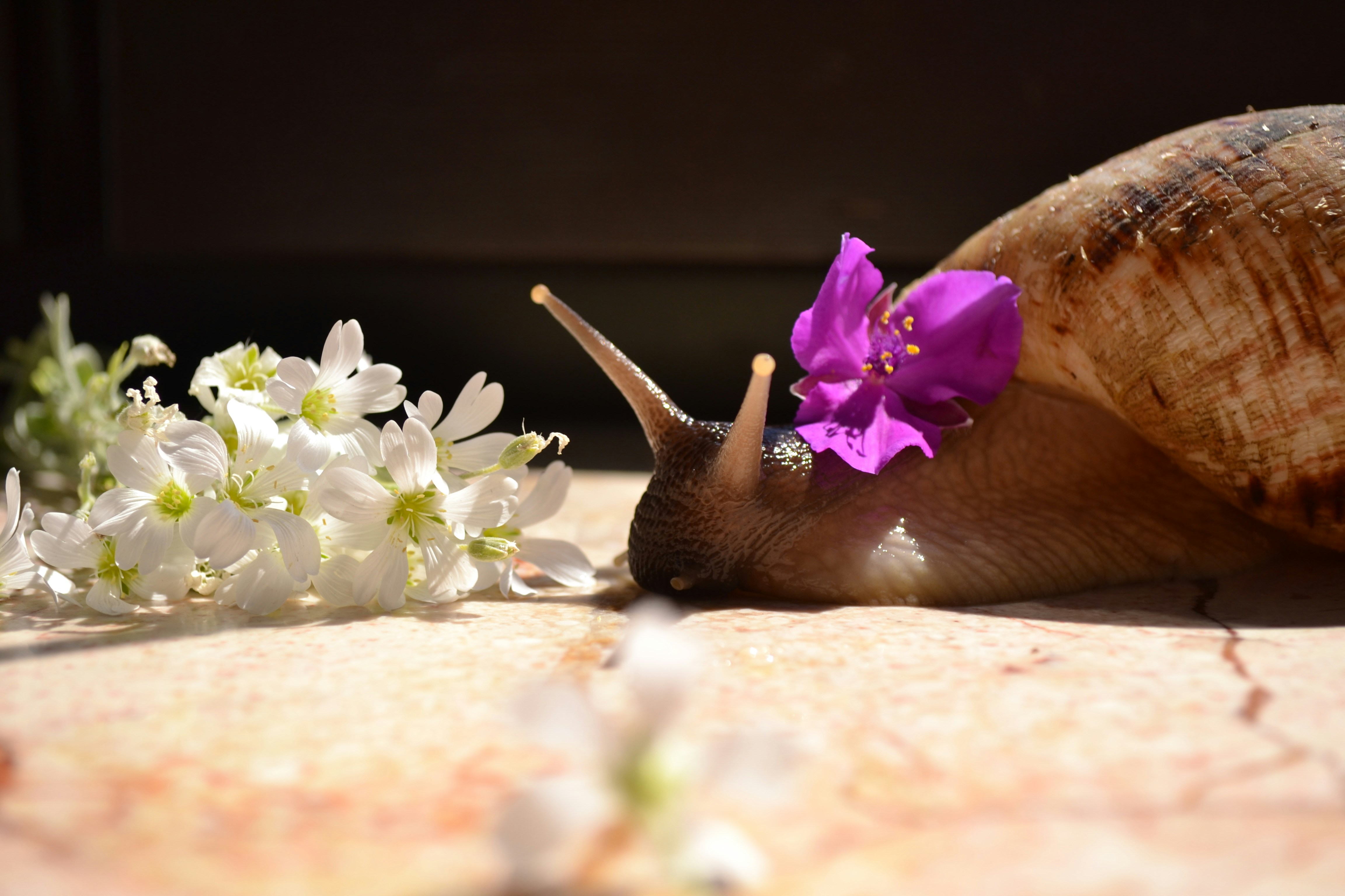 Violet Kiss on a Sunlit Shell: Snail Among White Petals