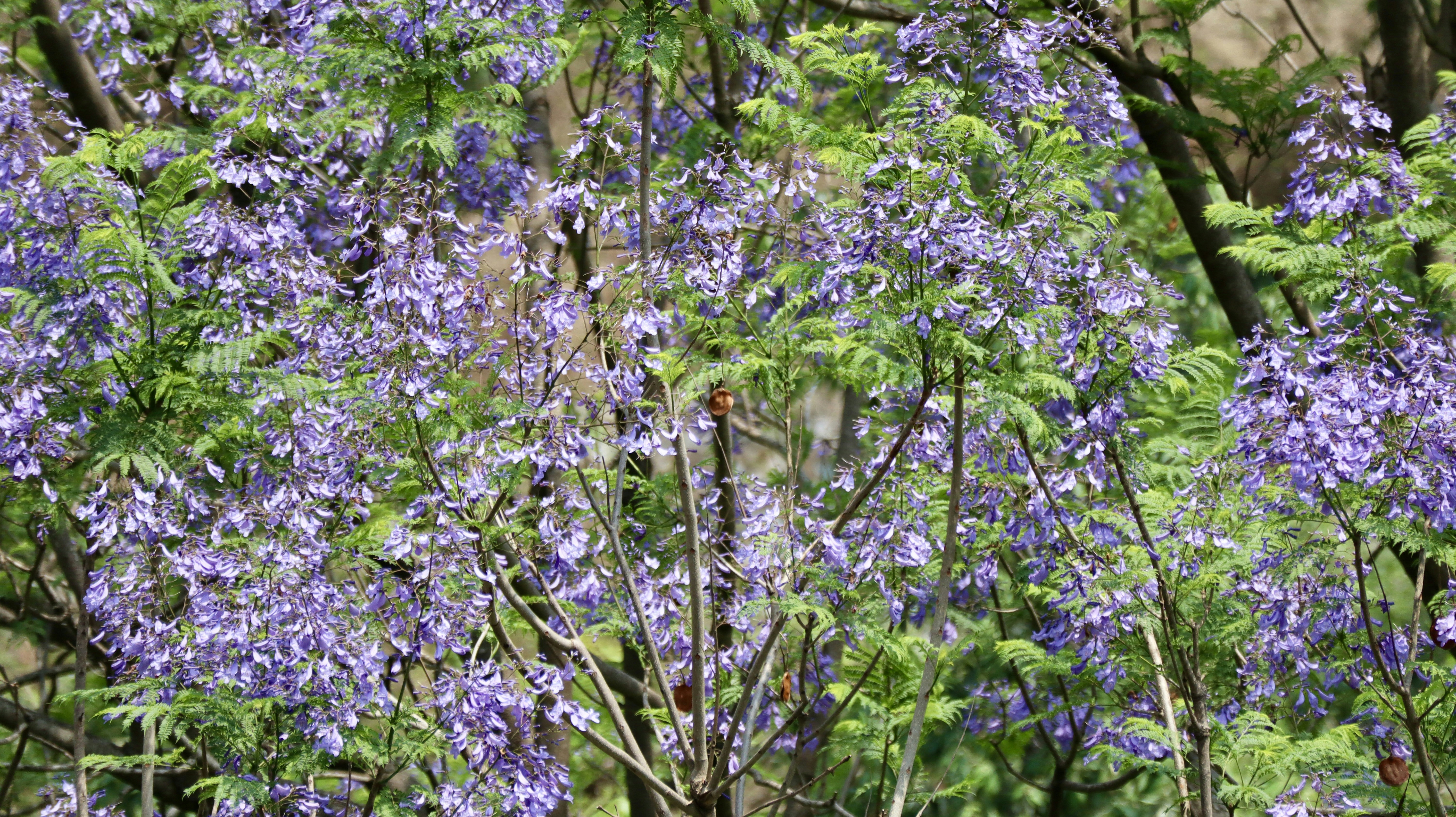 Wisteria Veil Draped Across a Spring Green Canopy