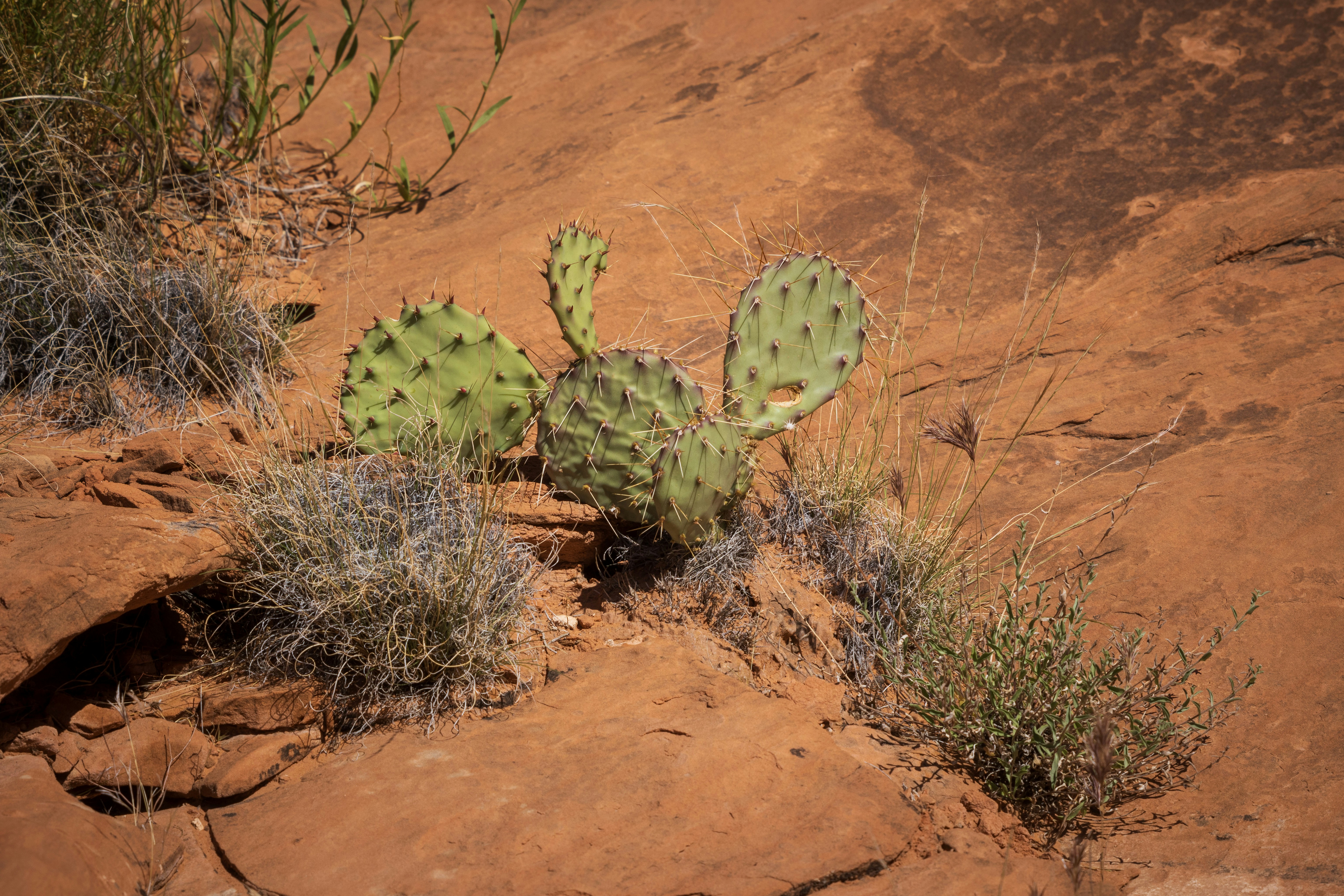 A couple of cactus plants sitting on top of a rocky hillside photo ...