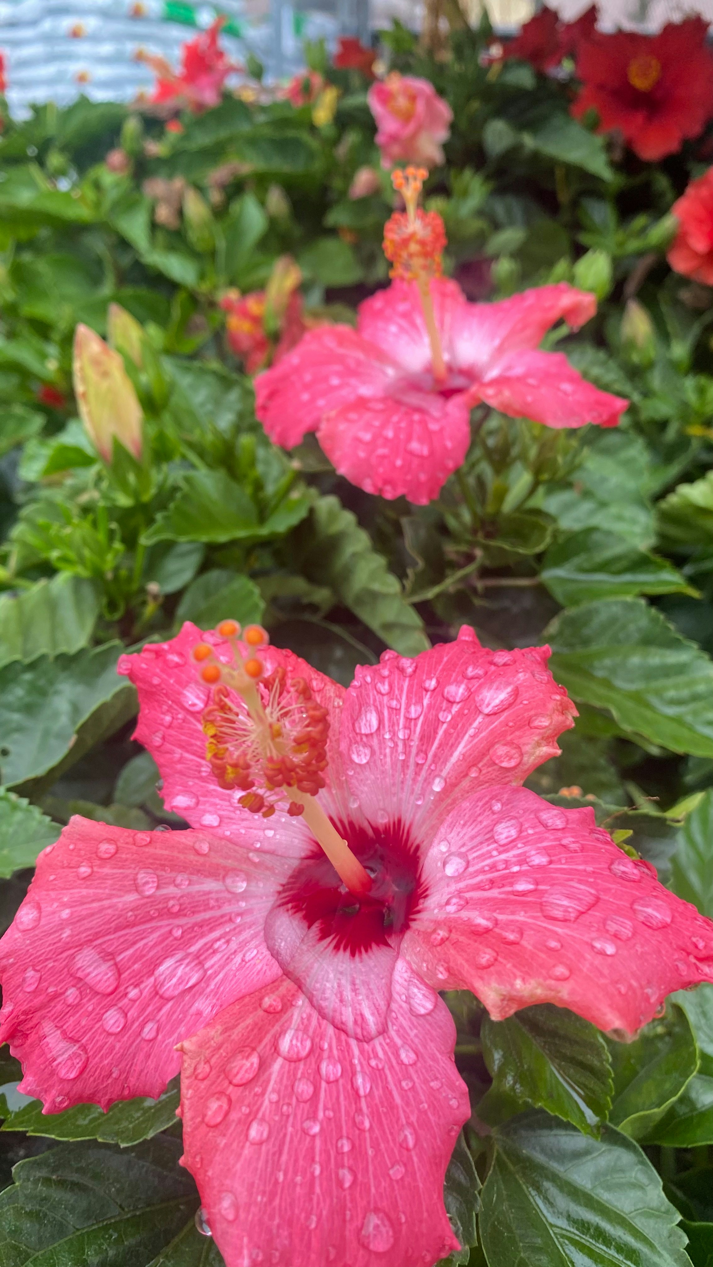 Pink Hibiscus Close-Up with Raindrop Details