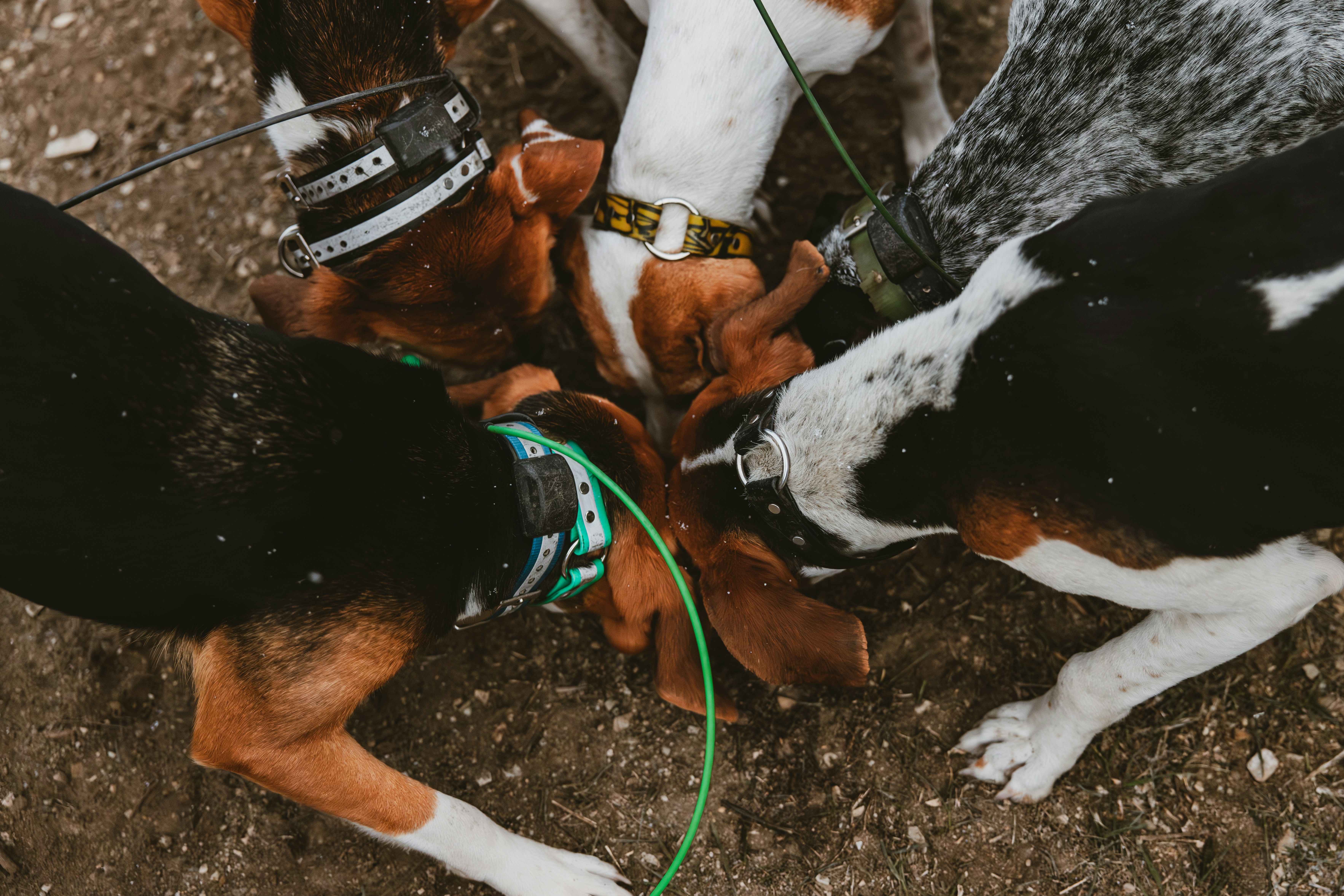 A group of dogs standing next to each other photo – Free Animal Image ...