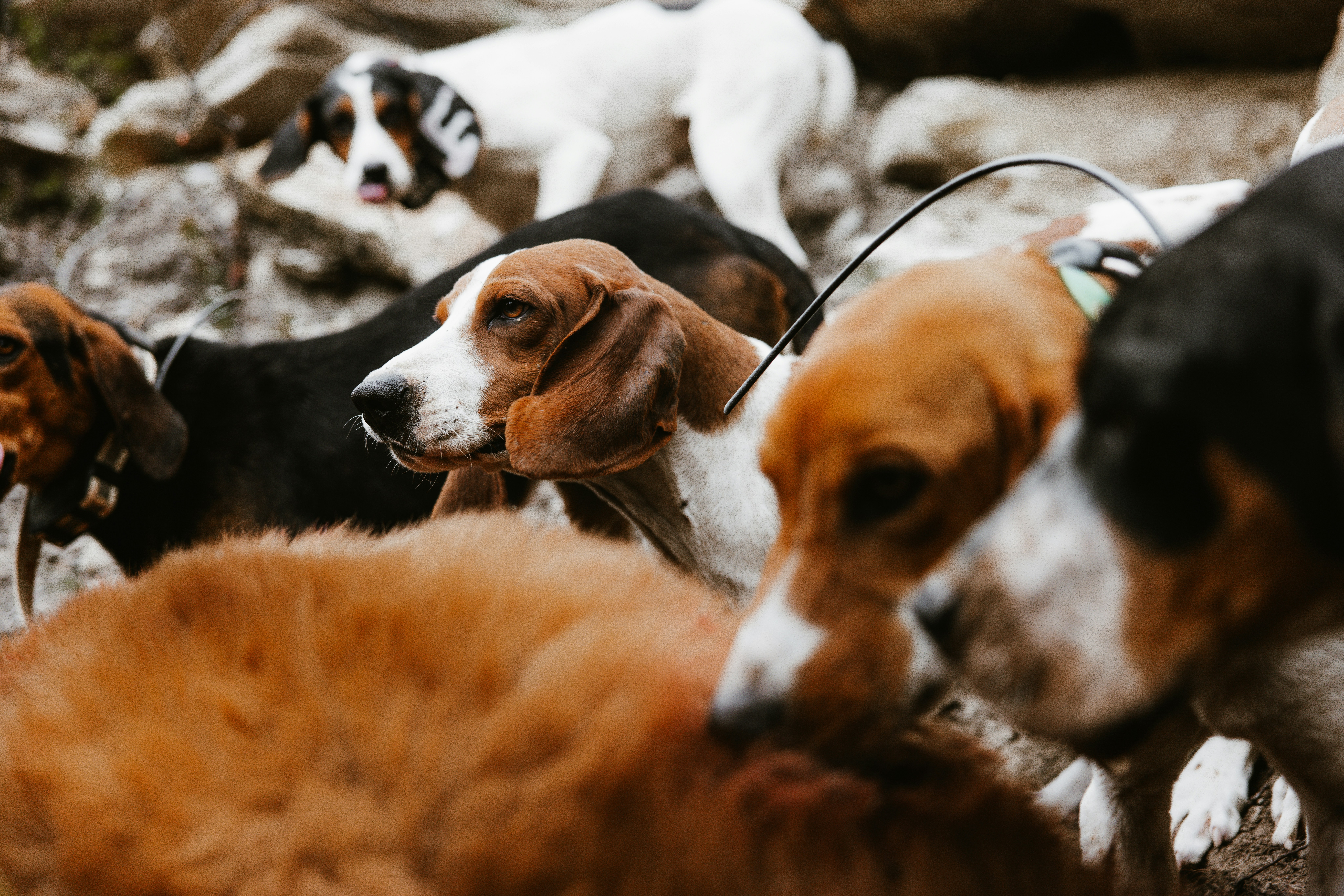 Close-Knit Pack in Dust: Beagle-Style Dogs at Rest