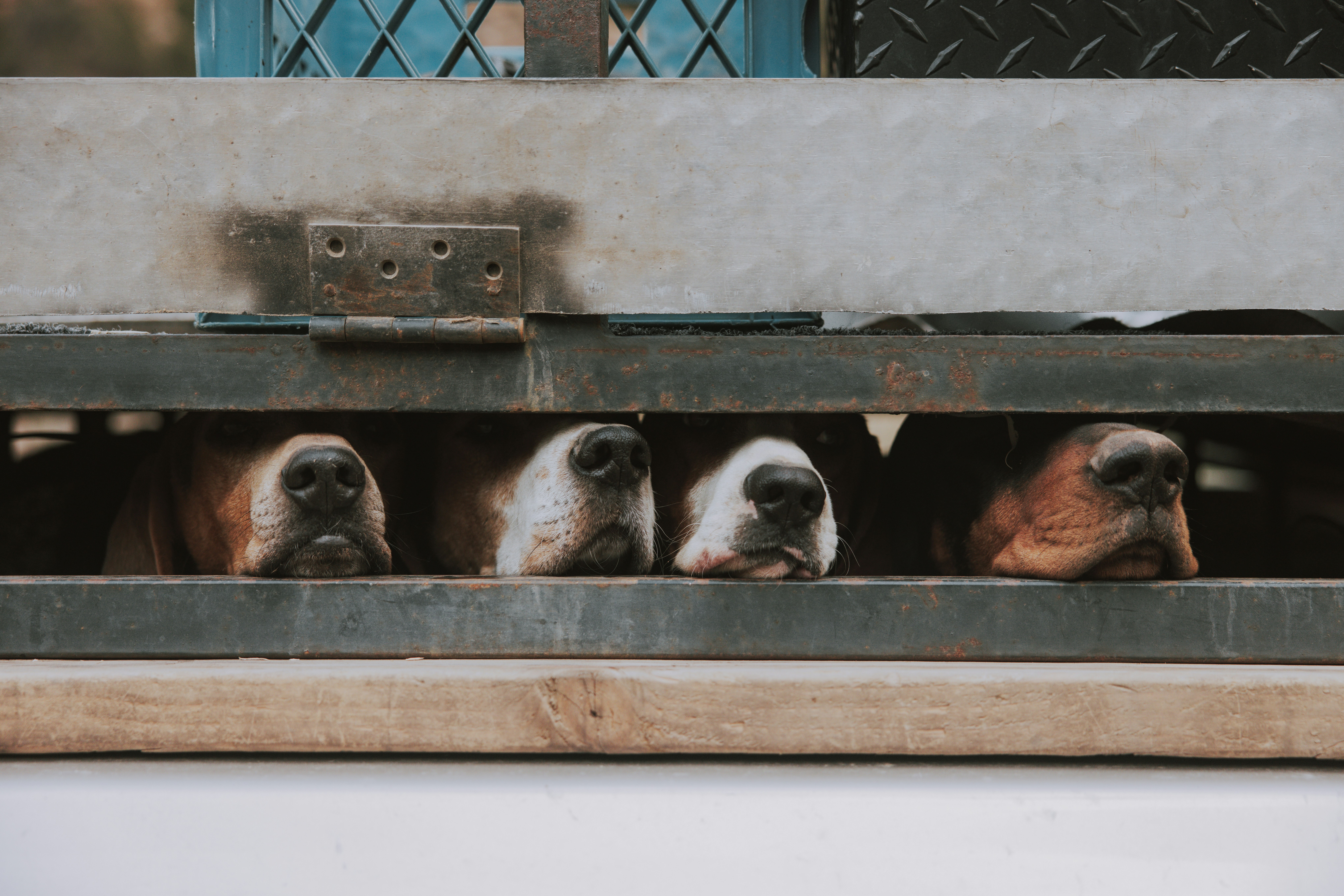 Gatewatch: Three Curious Noses Peering Over the Crate