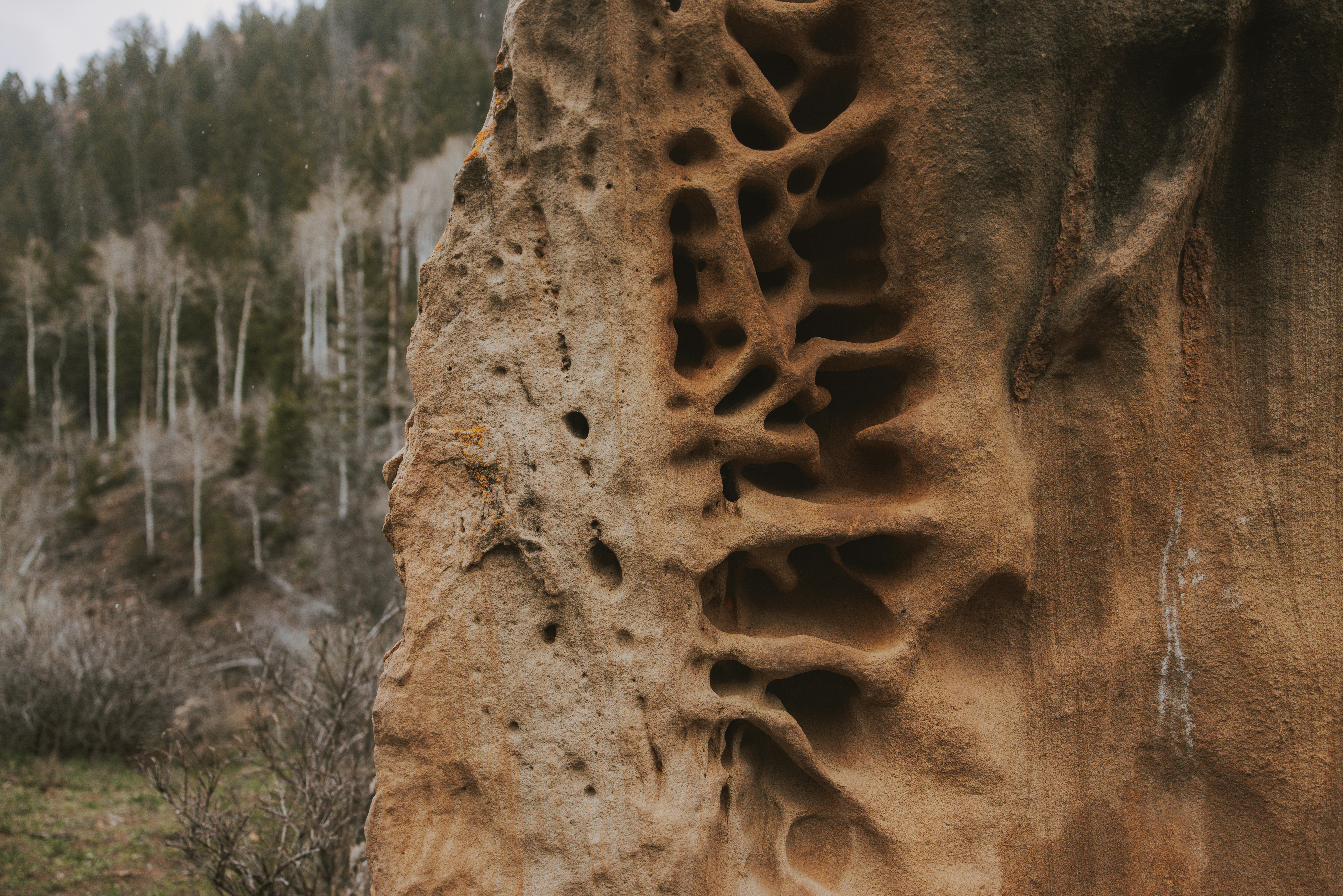 #hunting #dogs #hounddog #huntingdog #camo #forest #bearhunt #bear #nature #archery