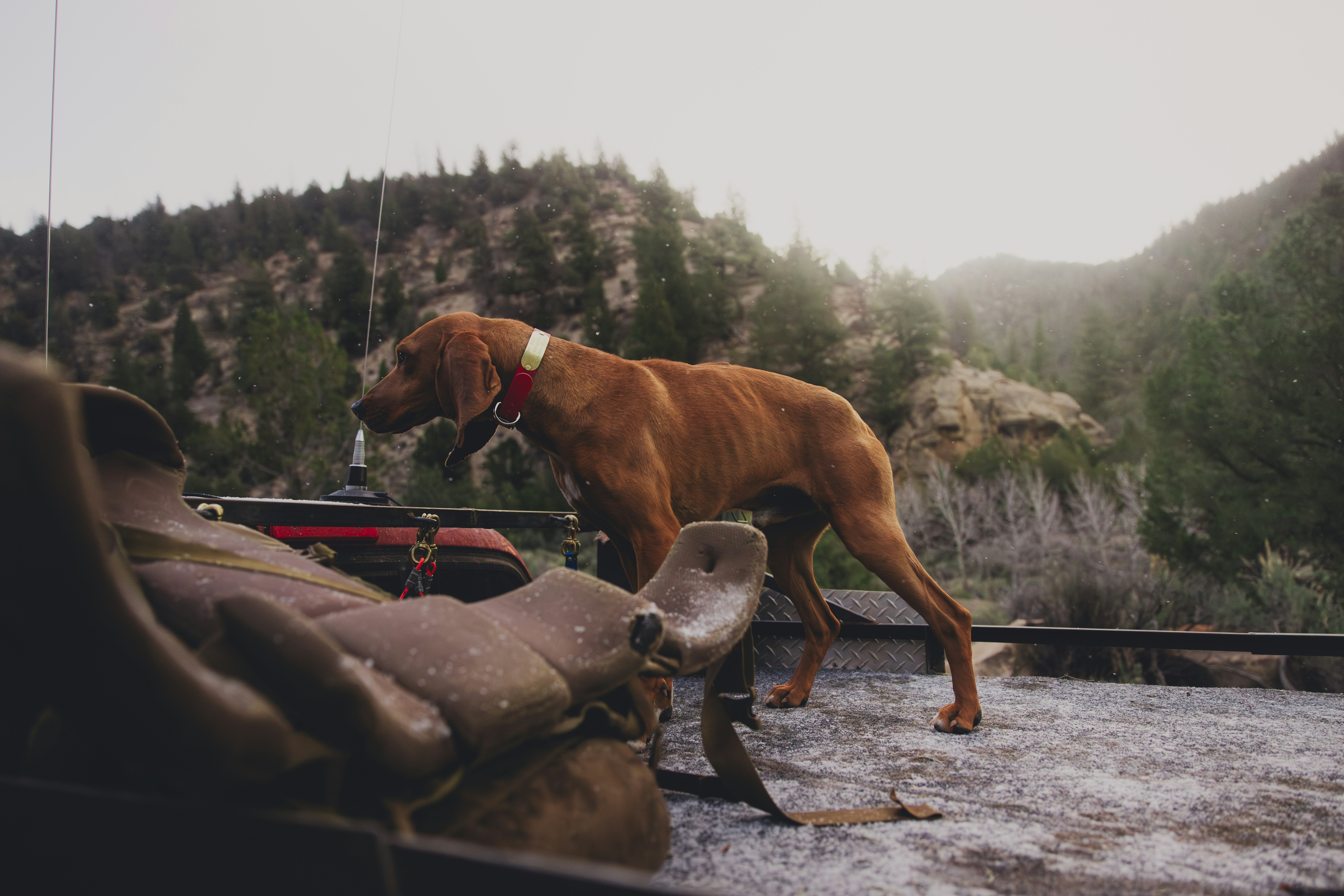 #hunting #dogs #hounddogs #huntingdog #camo #forest #bearhunt #bear #nature #archery