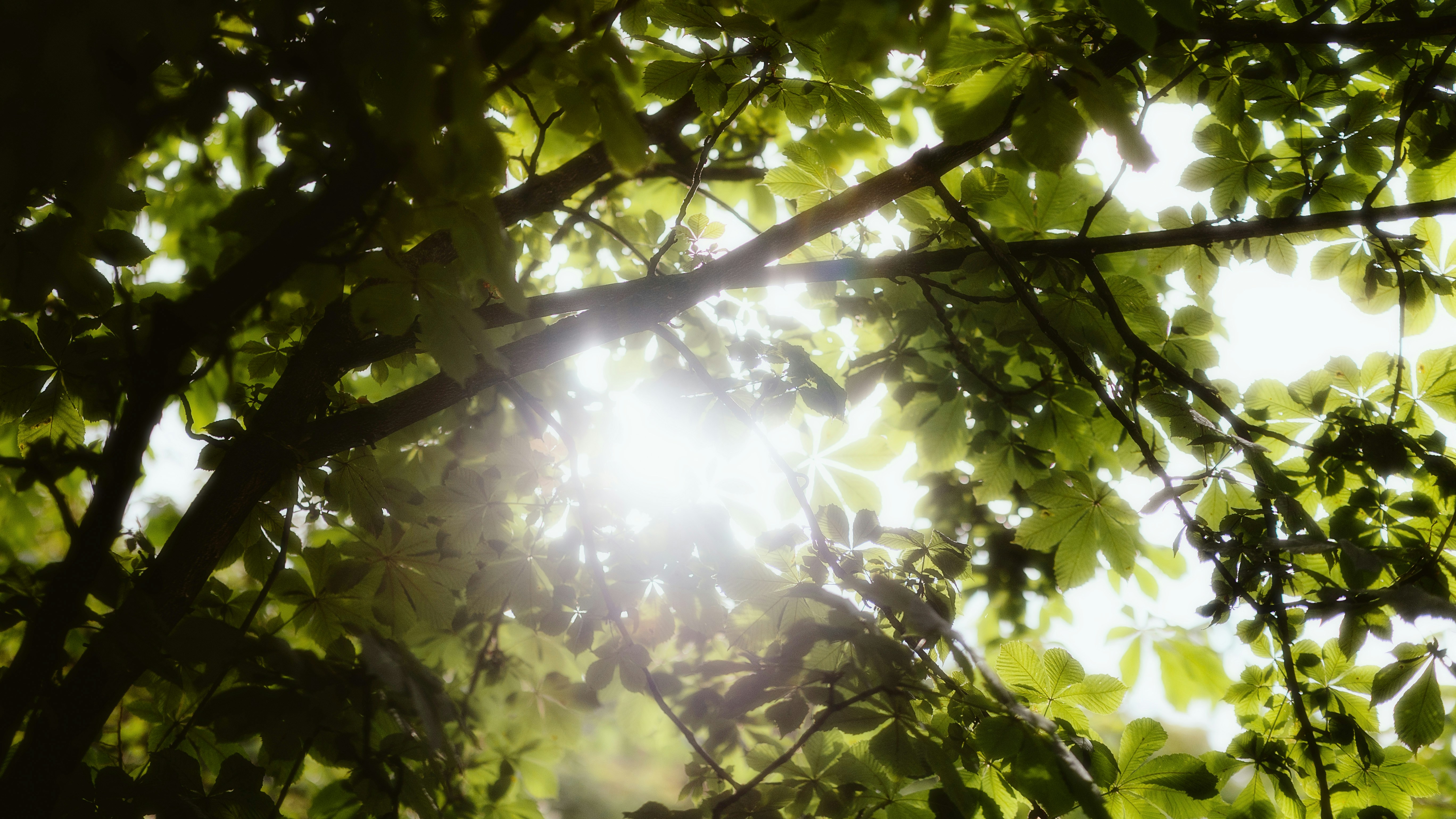 The sun shines through the leaves of a tree photo – Free Light Image on ...