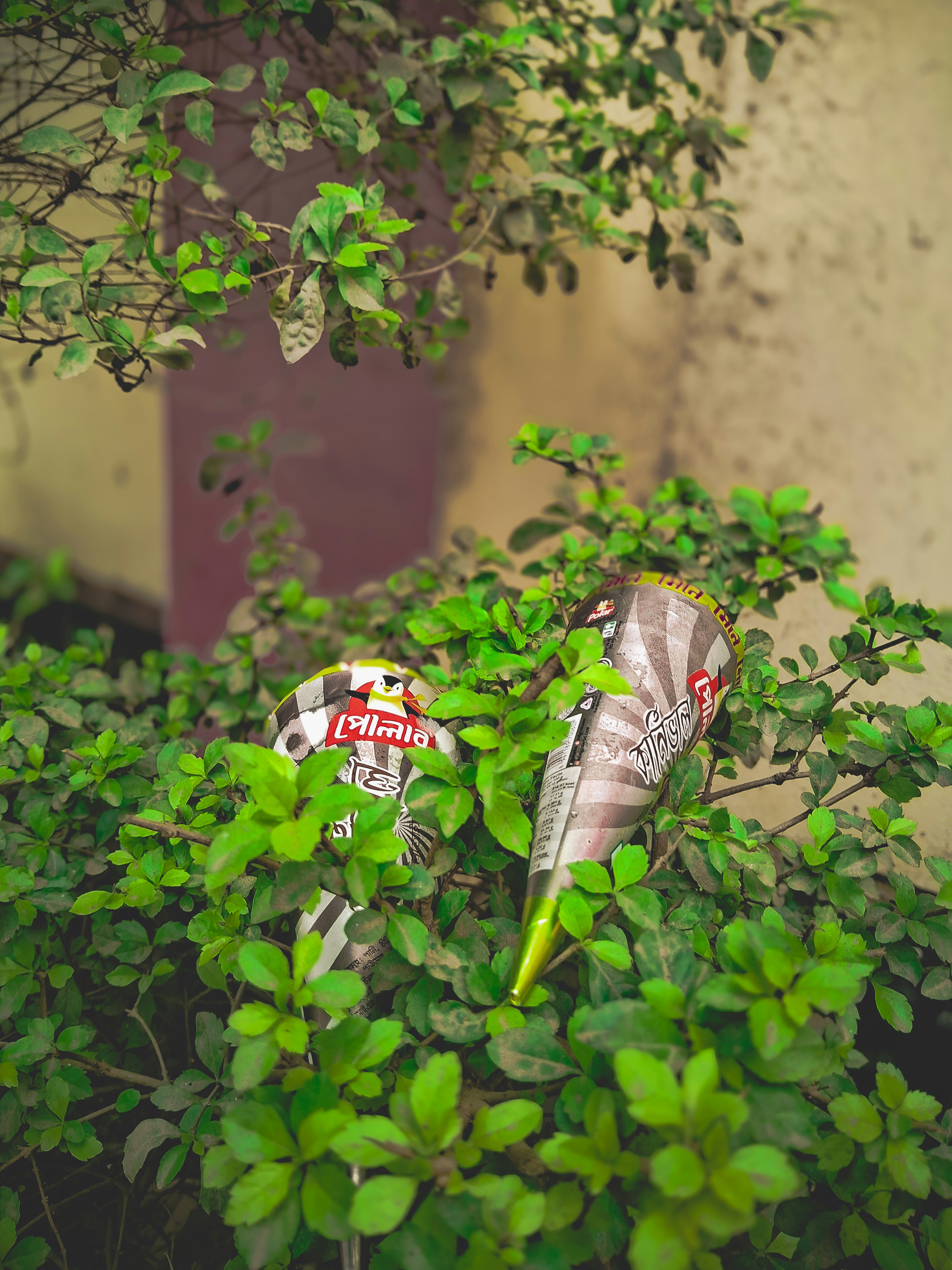 Two crushed cola cans rest among dense green foliage, their metallic sheen contrasting with the soft leaves. The scene highlights discarded urban detritus integrated into a quiet garden setting.