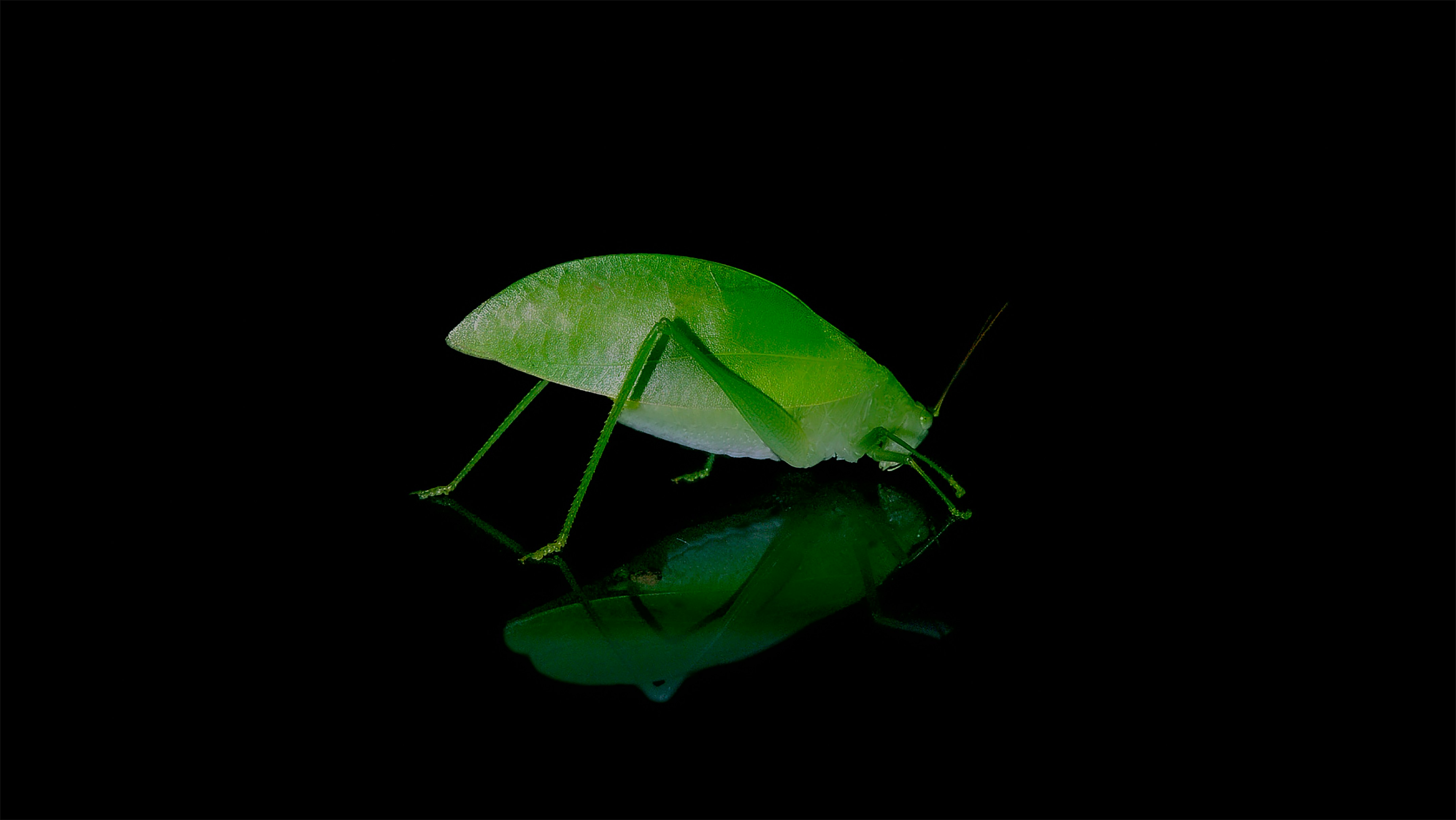 A large green insect standing on top of a black surface photo – Free ...
