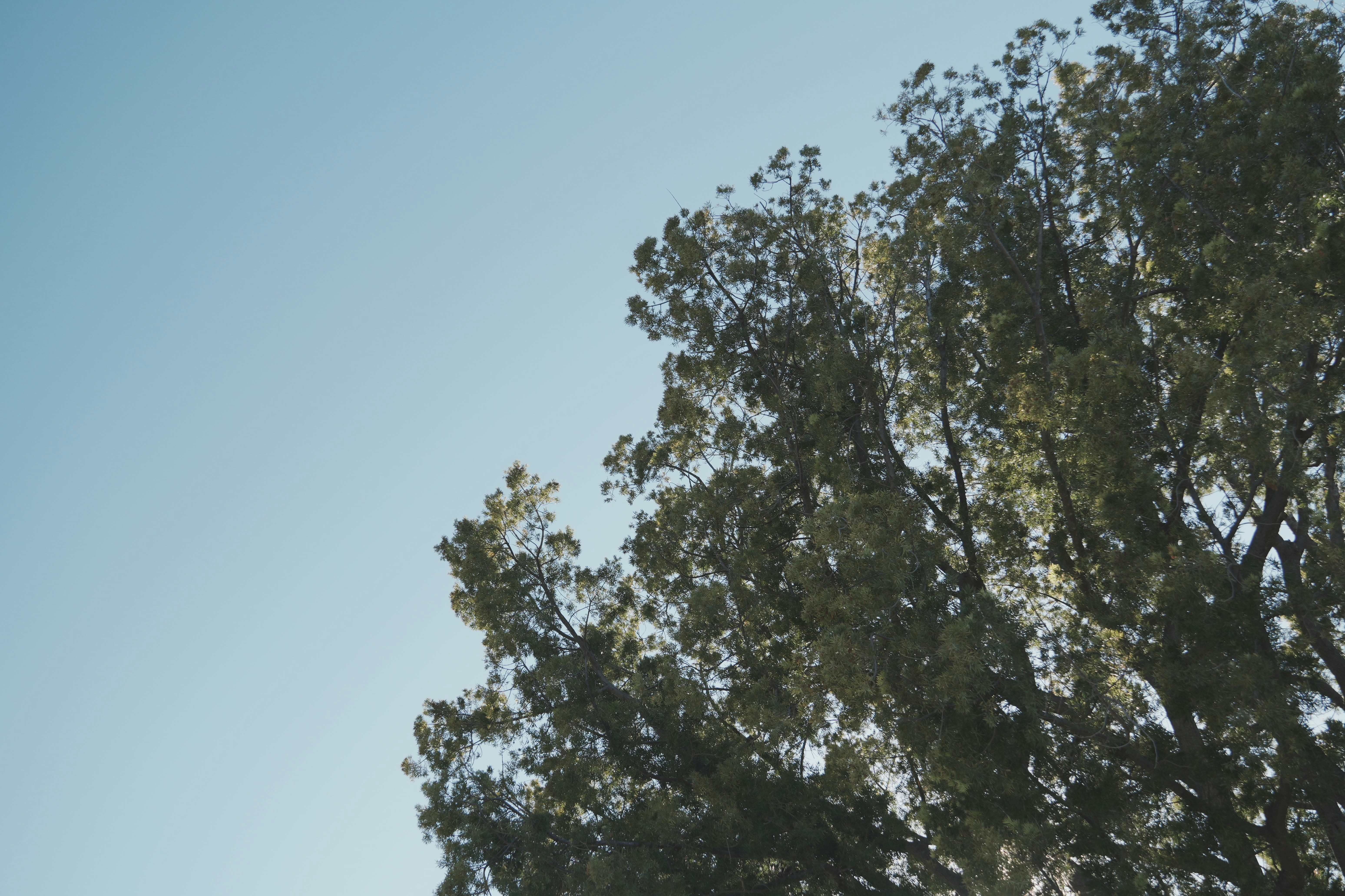 Photo by Jun Yu with Sony Alpha 6700