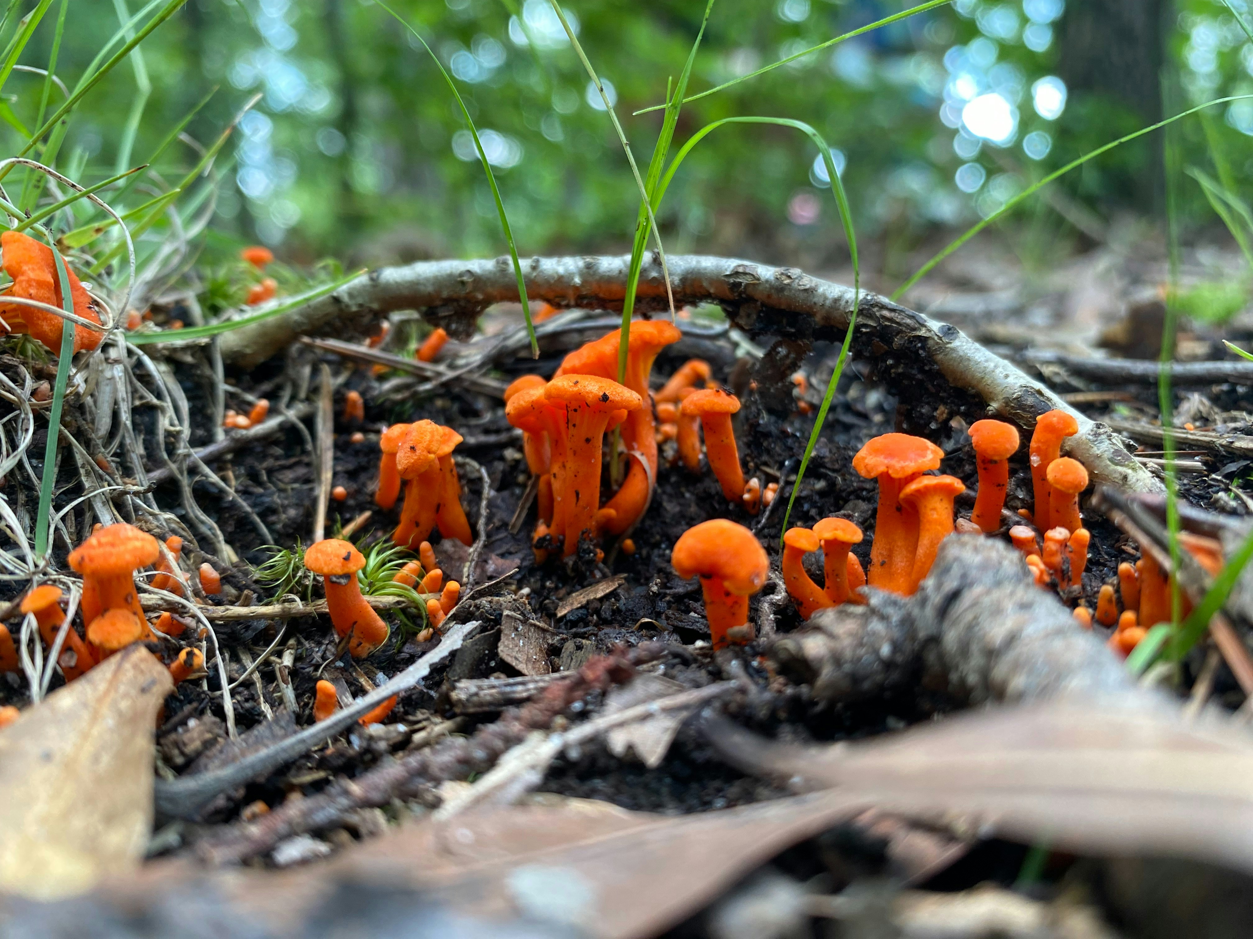 Coral-orange mushrooms clustering at forest floor edge