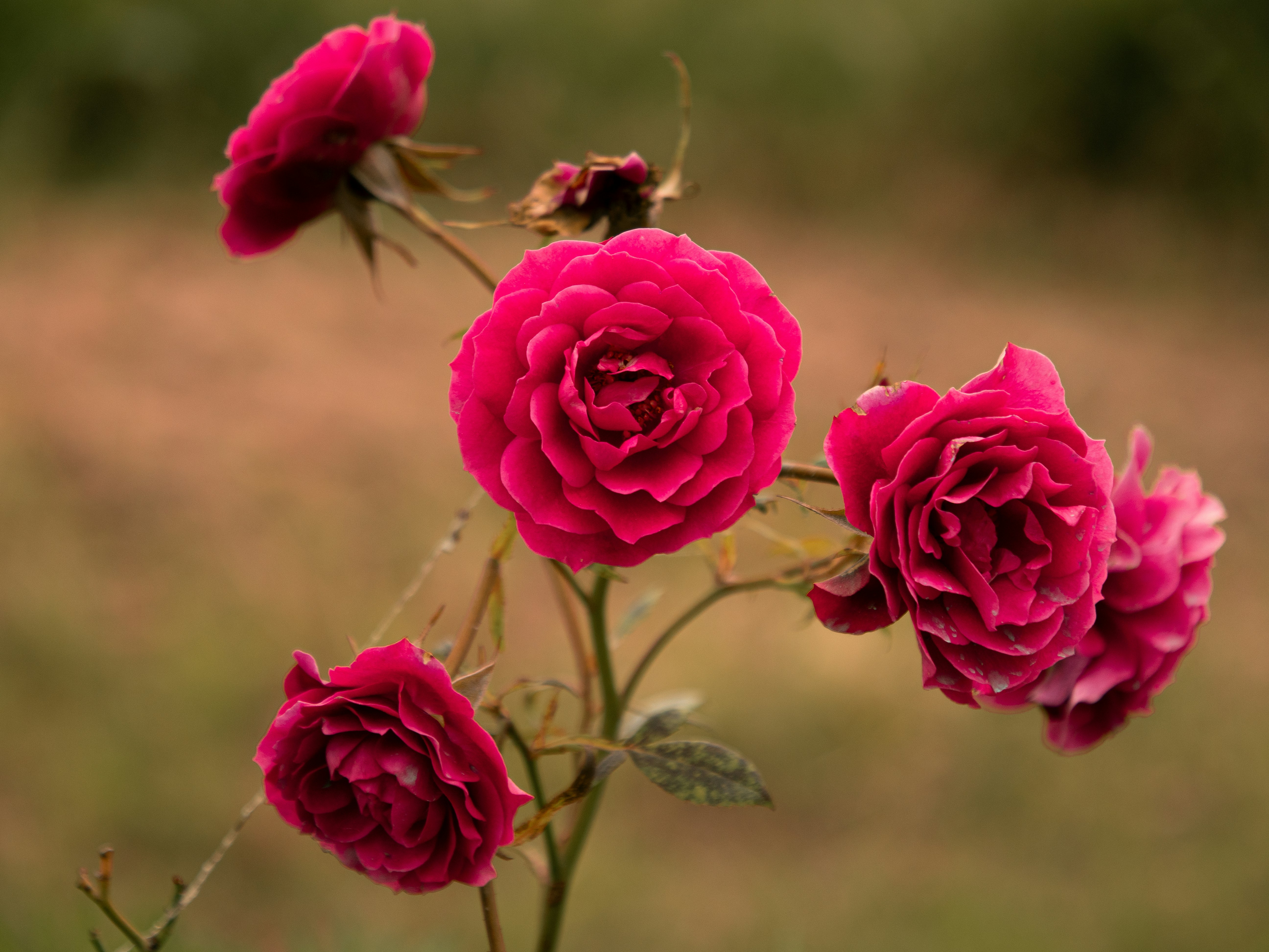 a close up of a bunch of pink flowers