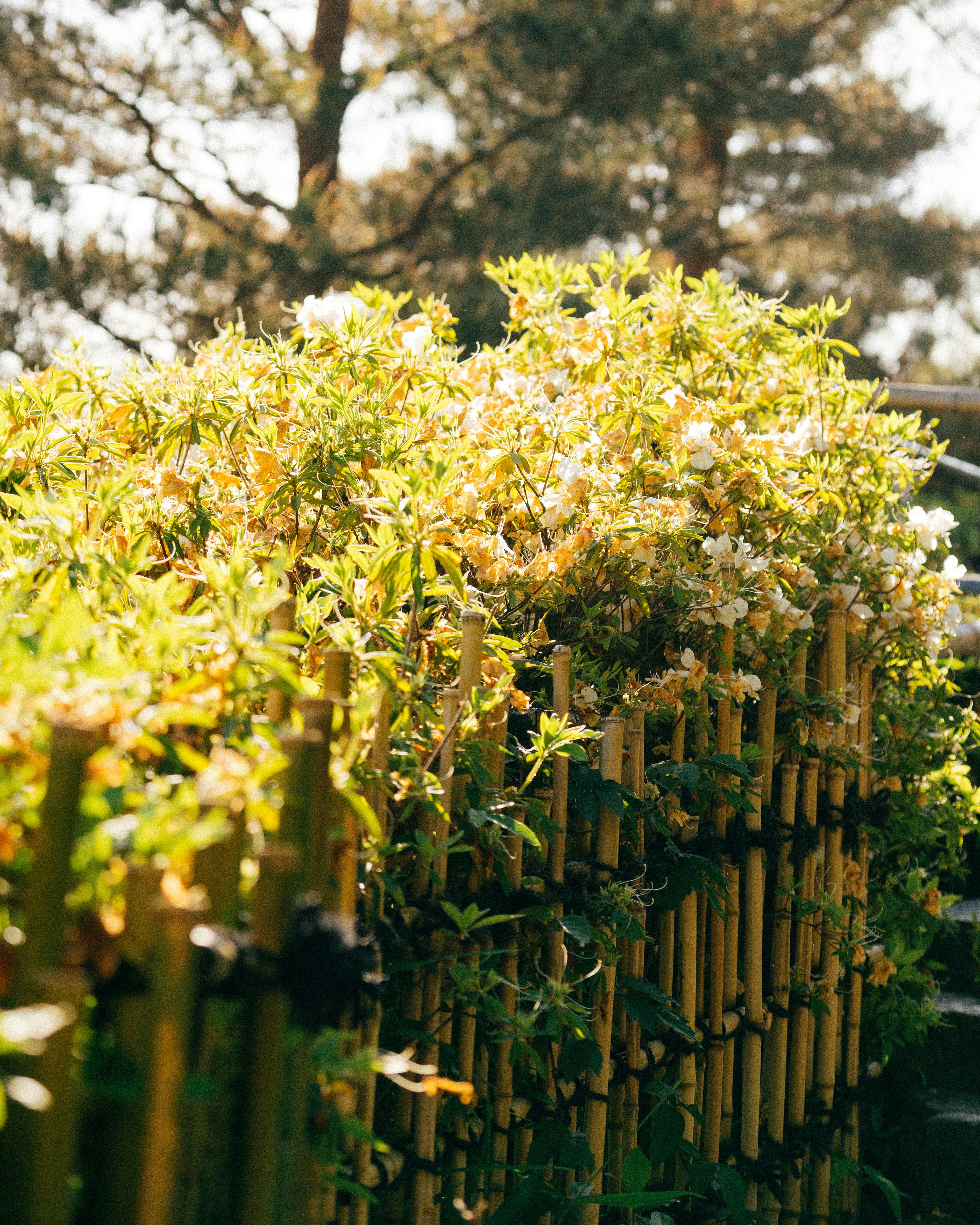 Foliage growing around bamboo wall