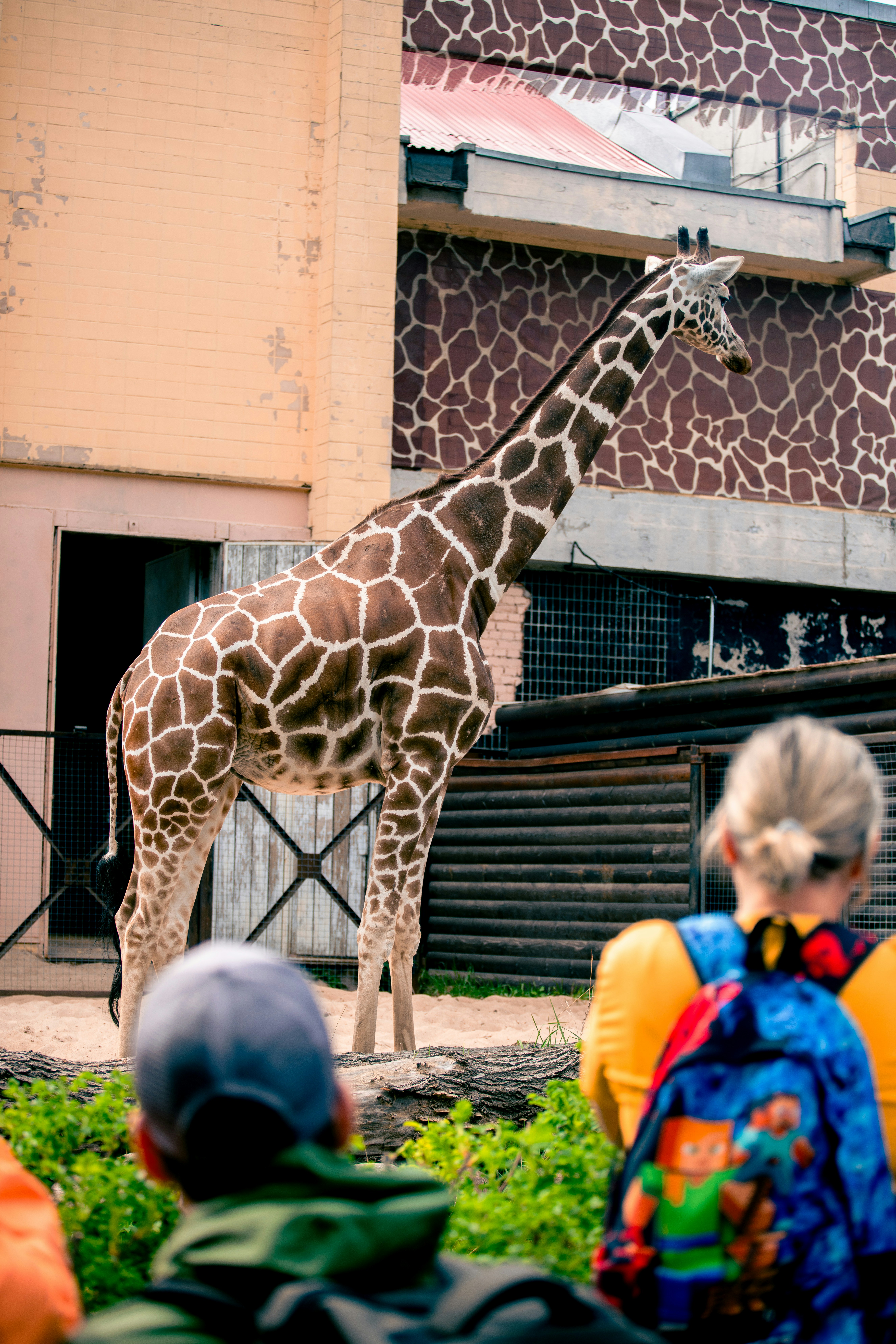 A giraffe standing next to a group of people photo – Free Giraffe Image ...