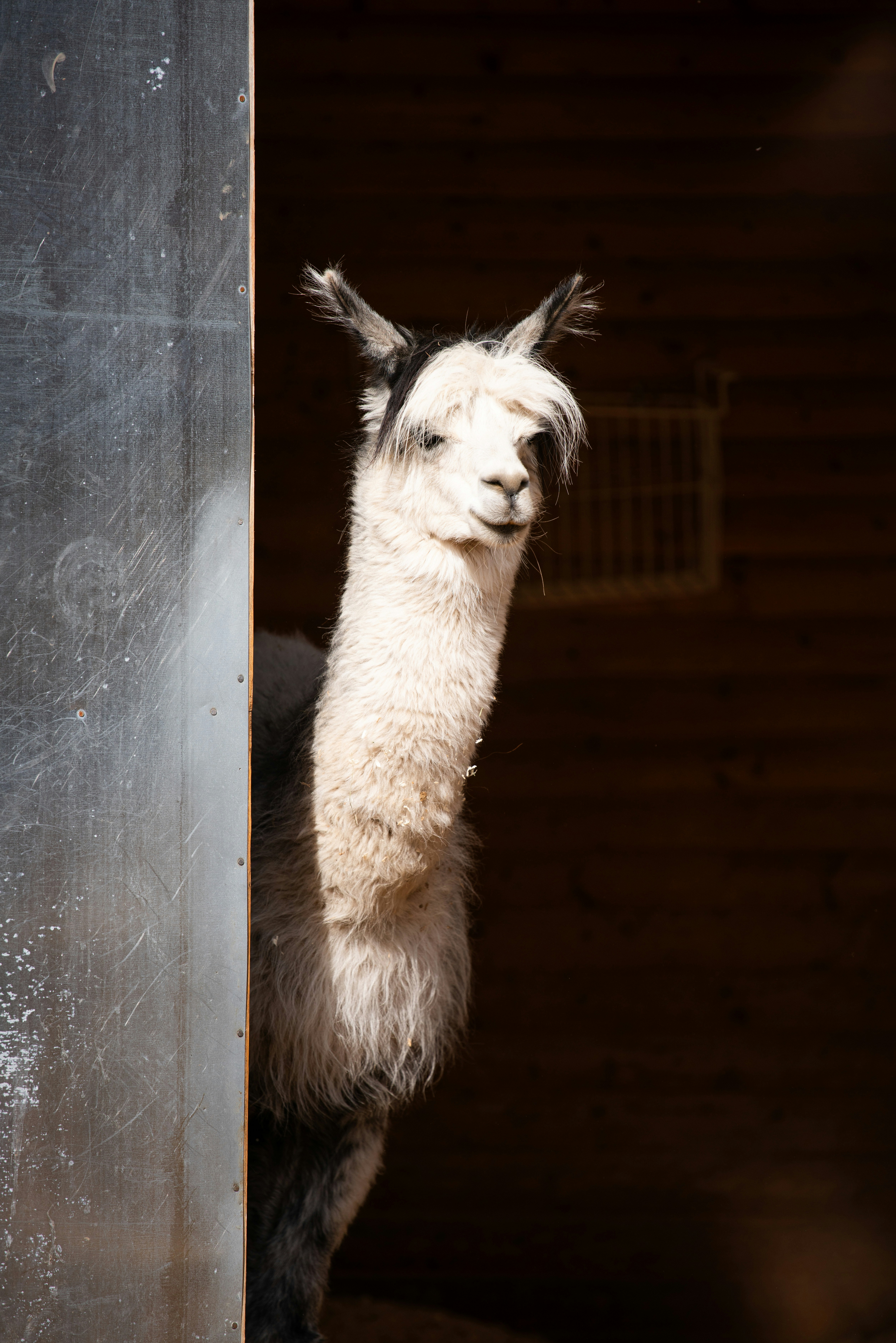 A llama standing in the doorway of a barn photo – Free Alpaca Image on ...