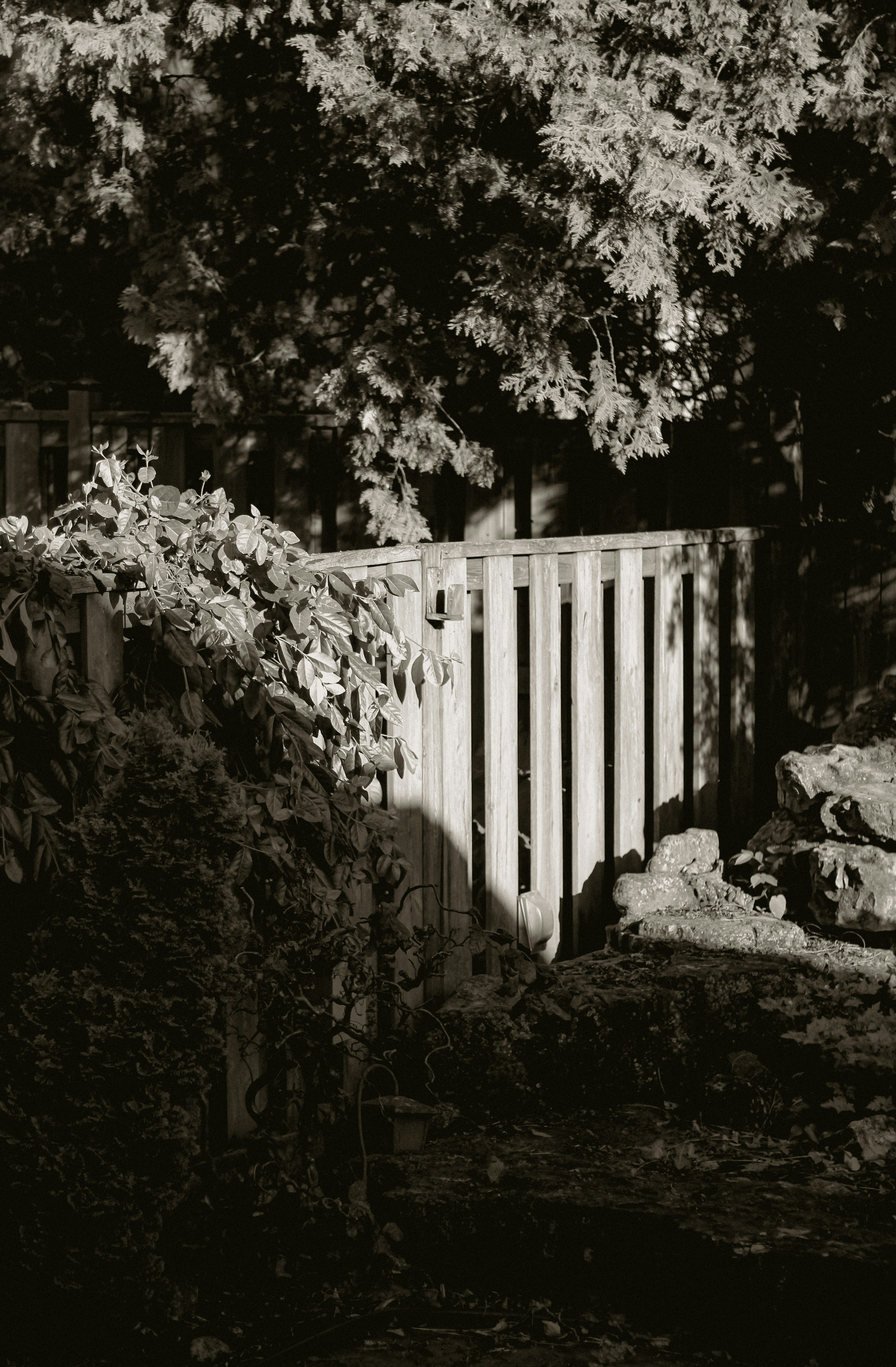 Sunlit Gap and Silent Fence: A Quiet Garden in Monochrome
