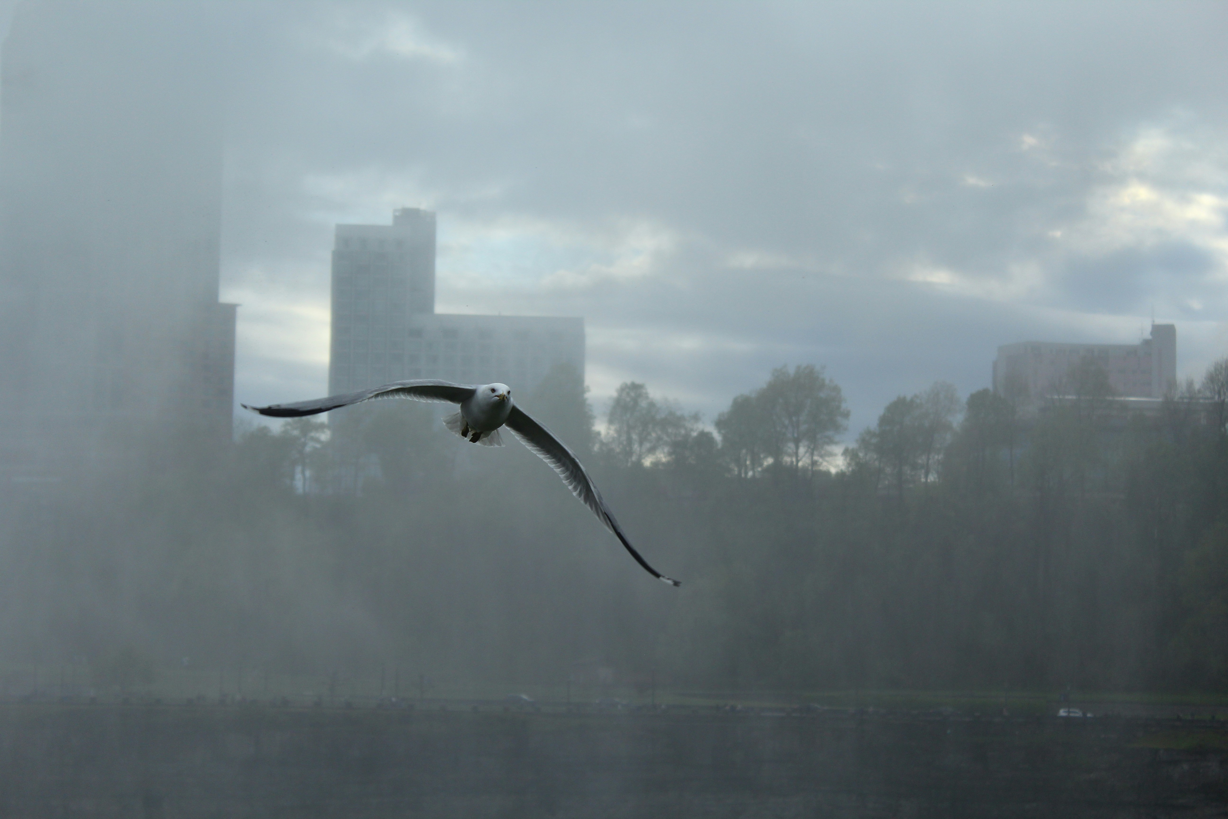 Wings Over the Mist: A Gull Navigates a Fog-Wrapped City