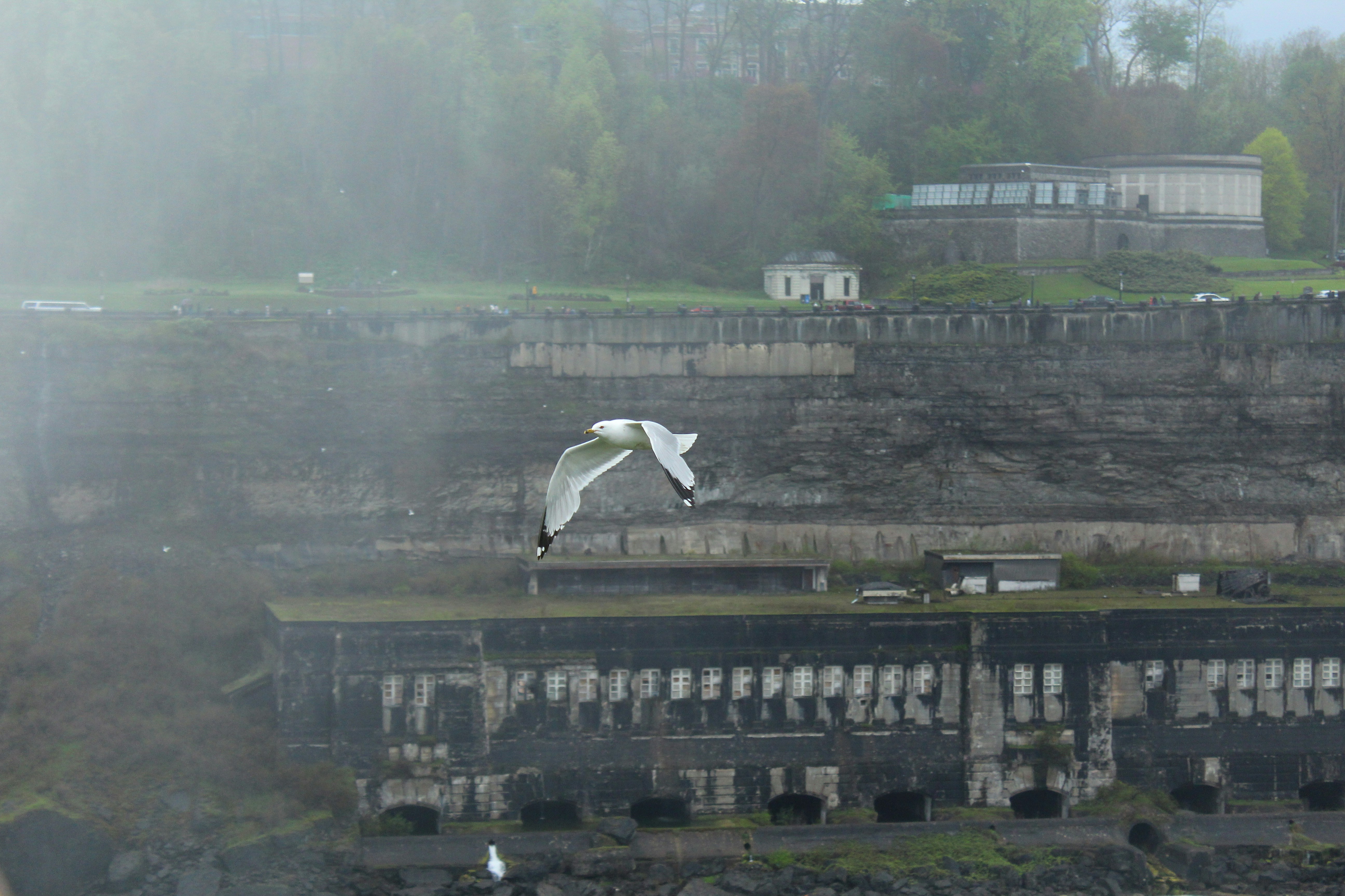 Seagull over misty harbor ledges