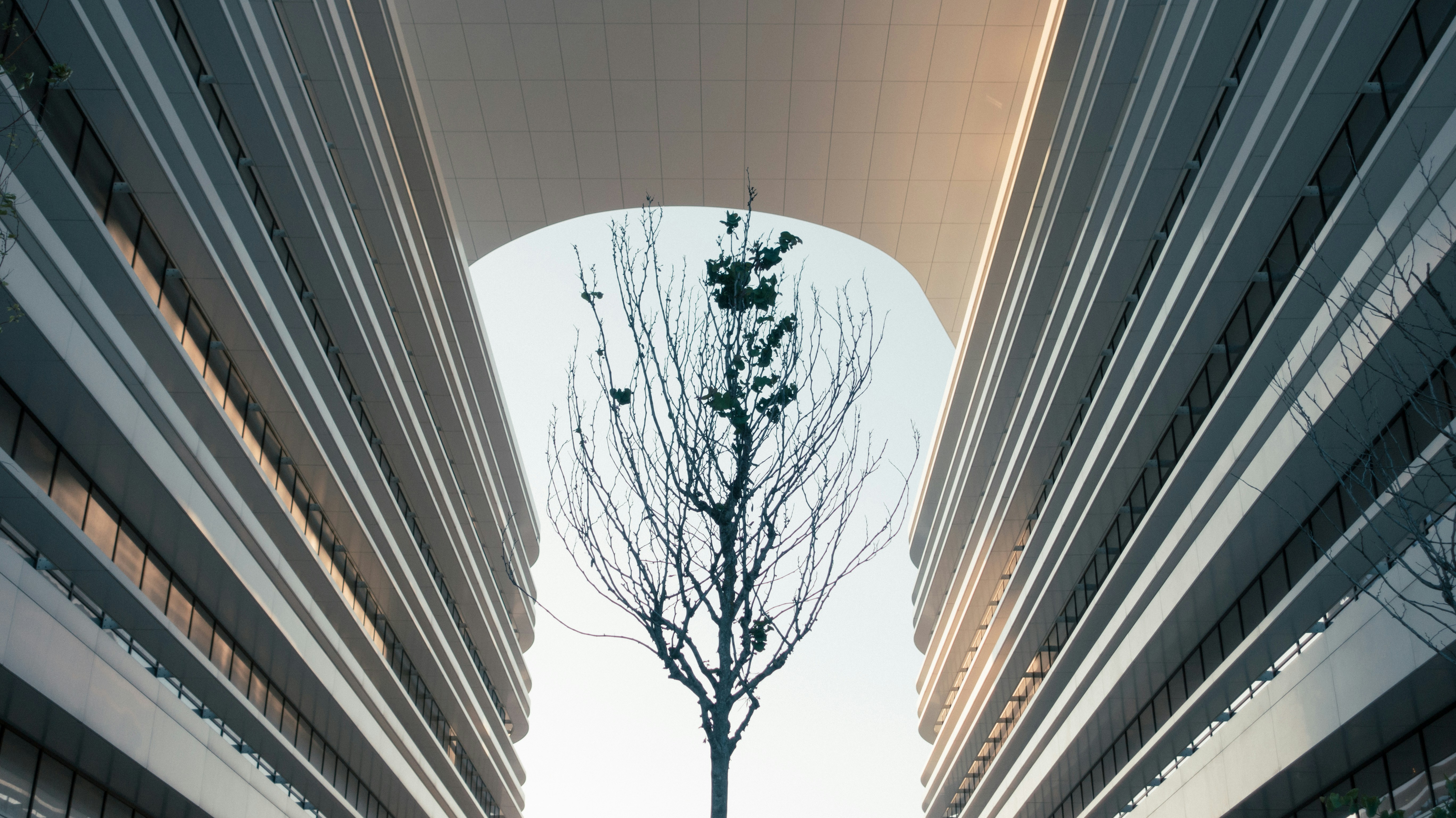 Two tall buildings with a tree in the foreground photo – Free Lisbon ...