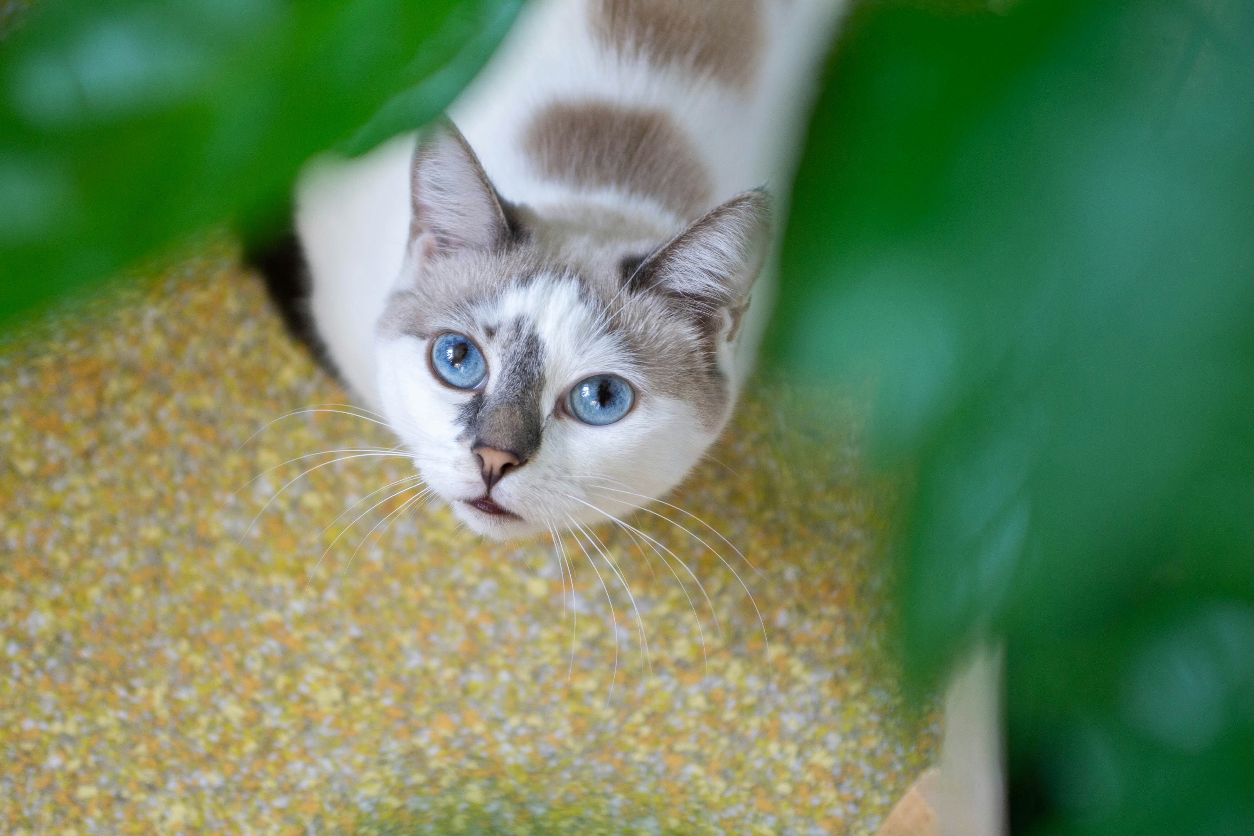 Azure-eyed kitten peeks from green fringe onto a speckled yellow surface