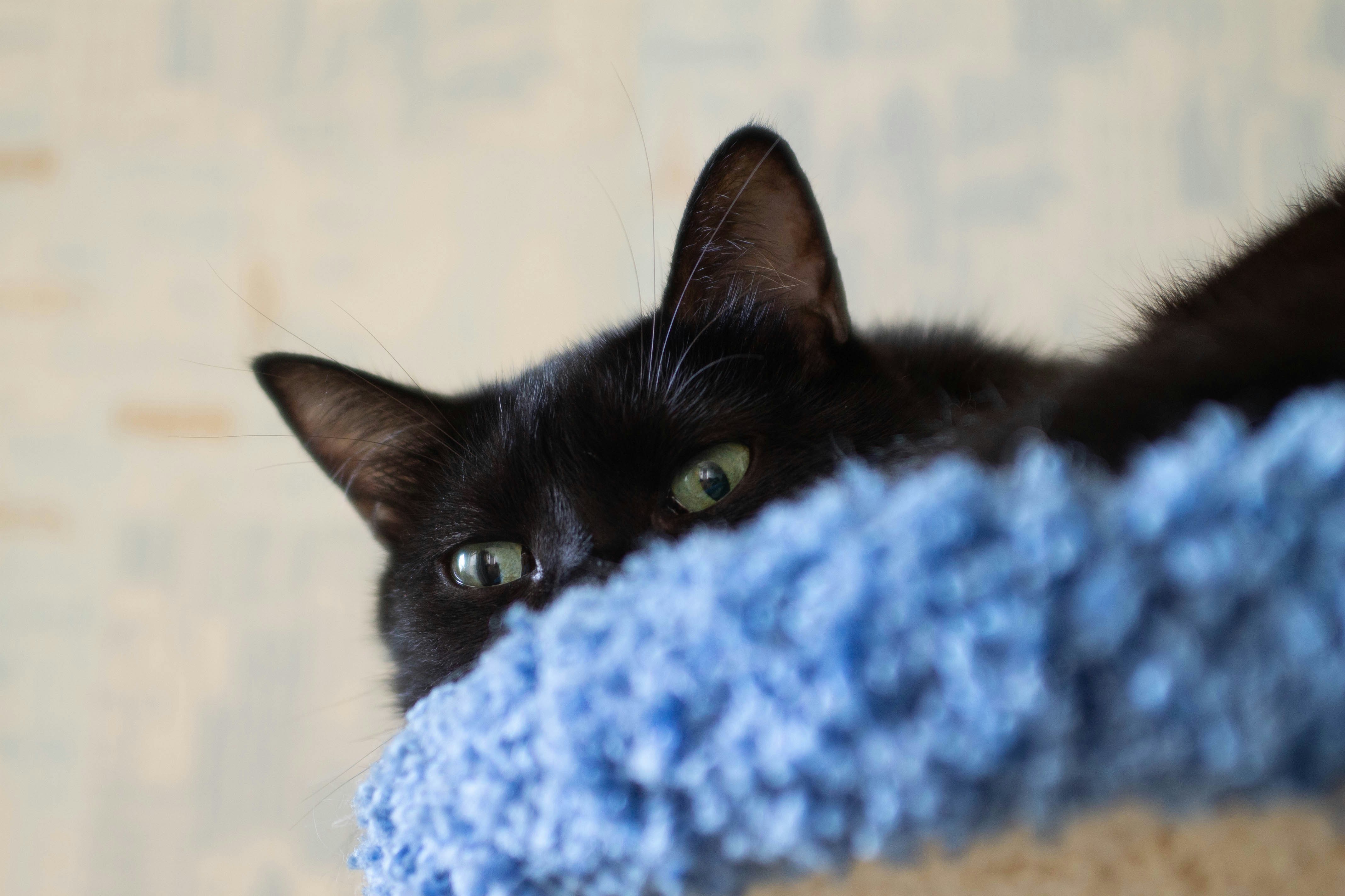 Peek Through the Plush: A Black Cat’s Watchful Gaze