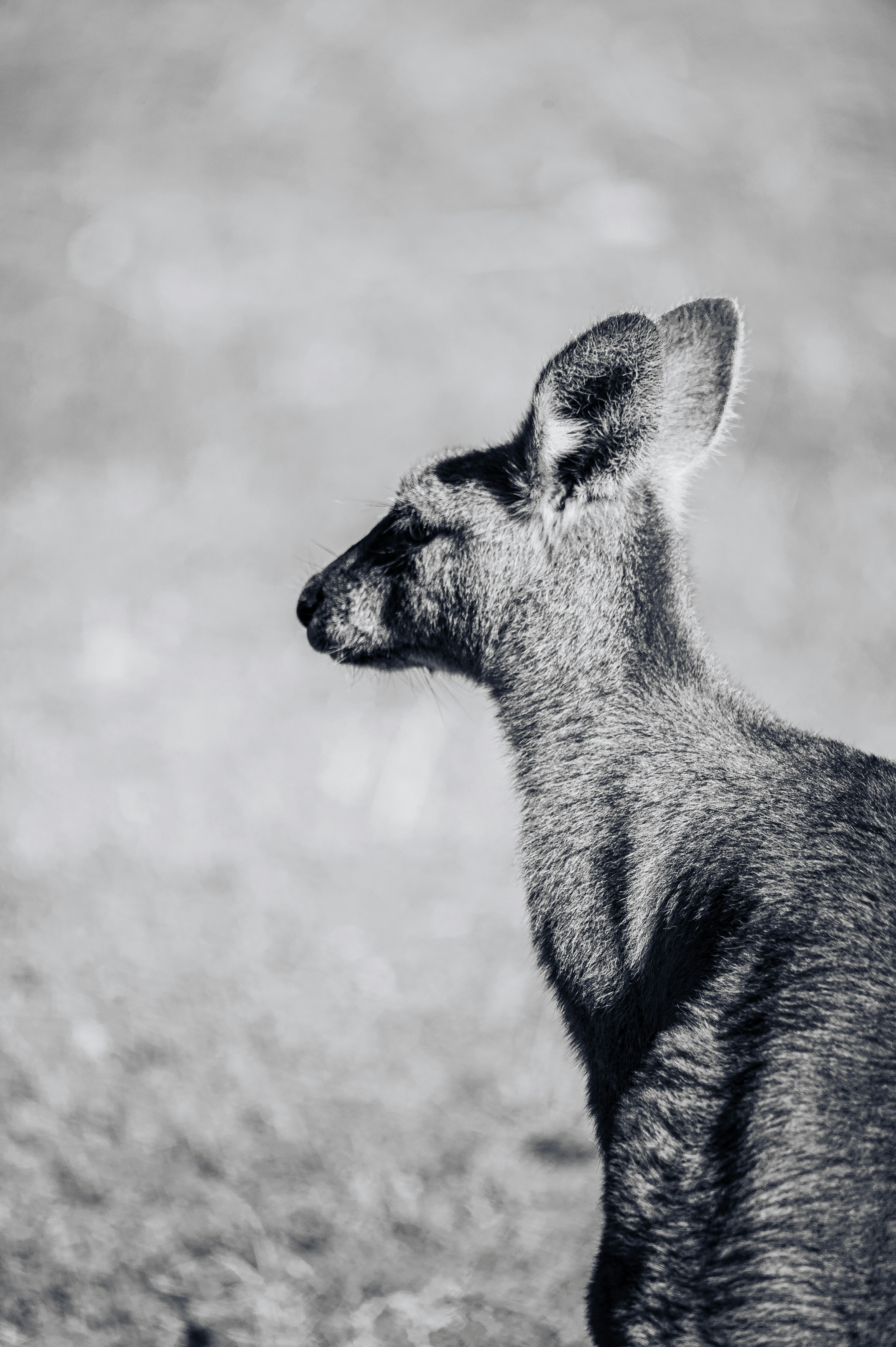 Monochrome Contemplation: Wallaby’s profile against a softly blurred field