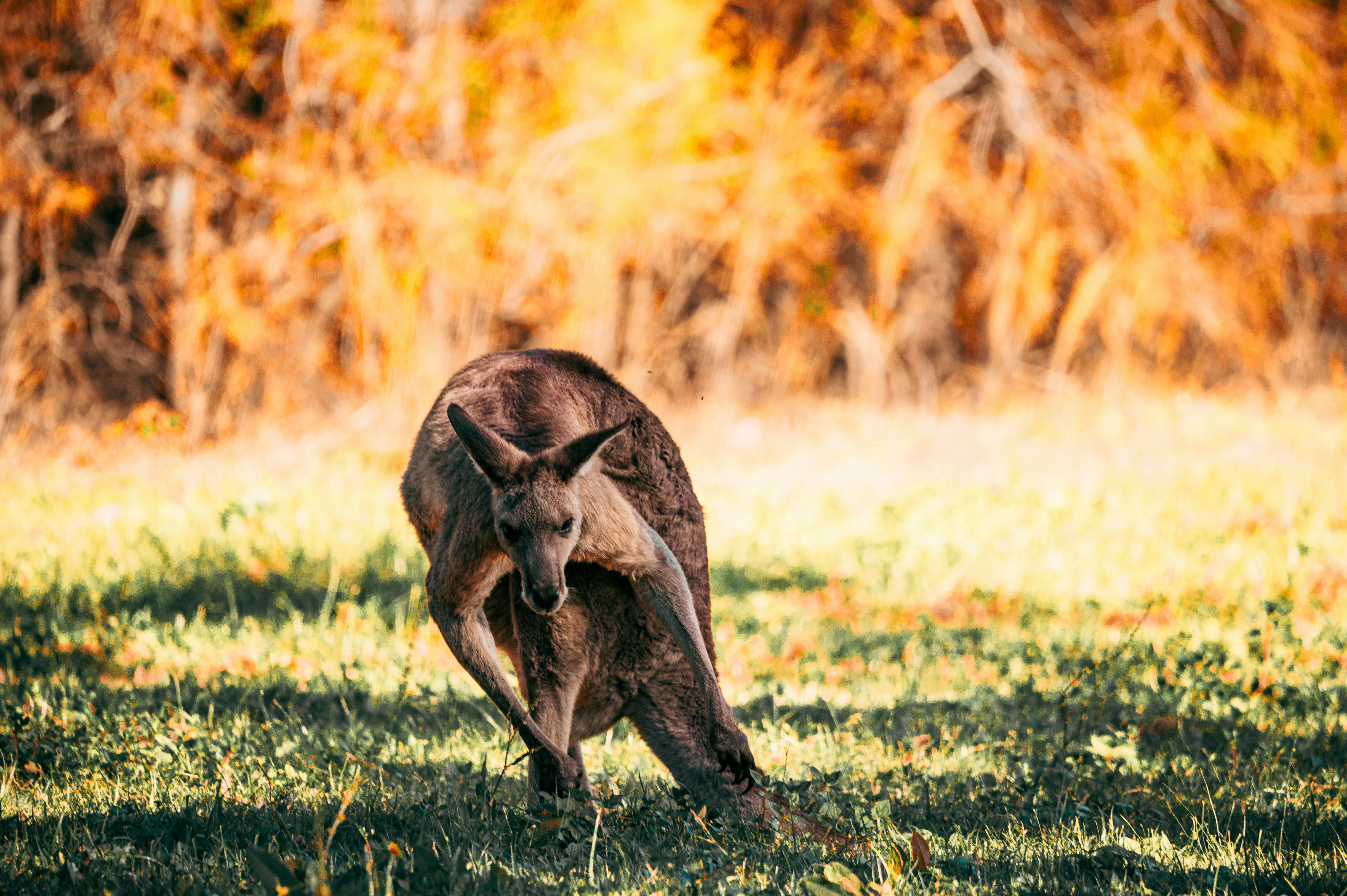 Kicking up autumn light: a lone kangaroo-like silhouette in dappled shade