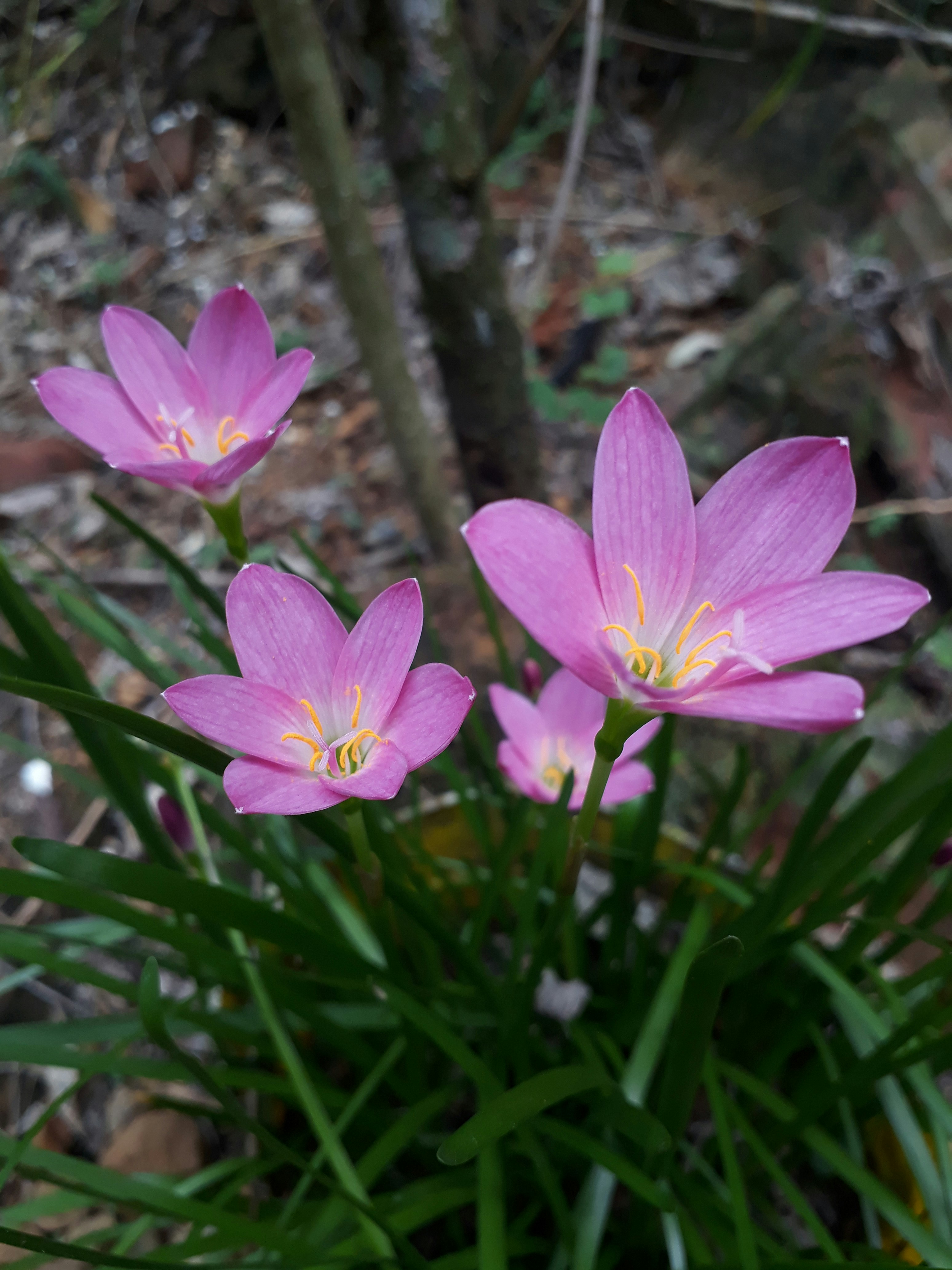 Photo by Dilani Wickramanayake with Samsung Galaxy J7 Prime