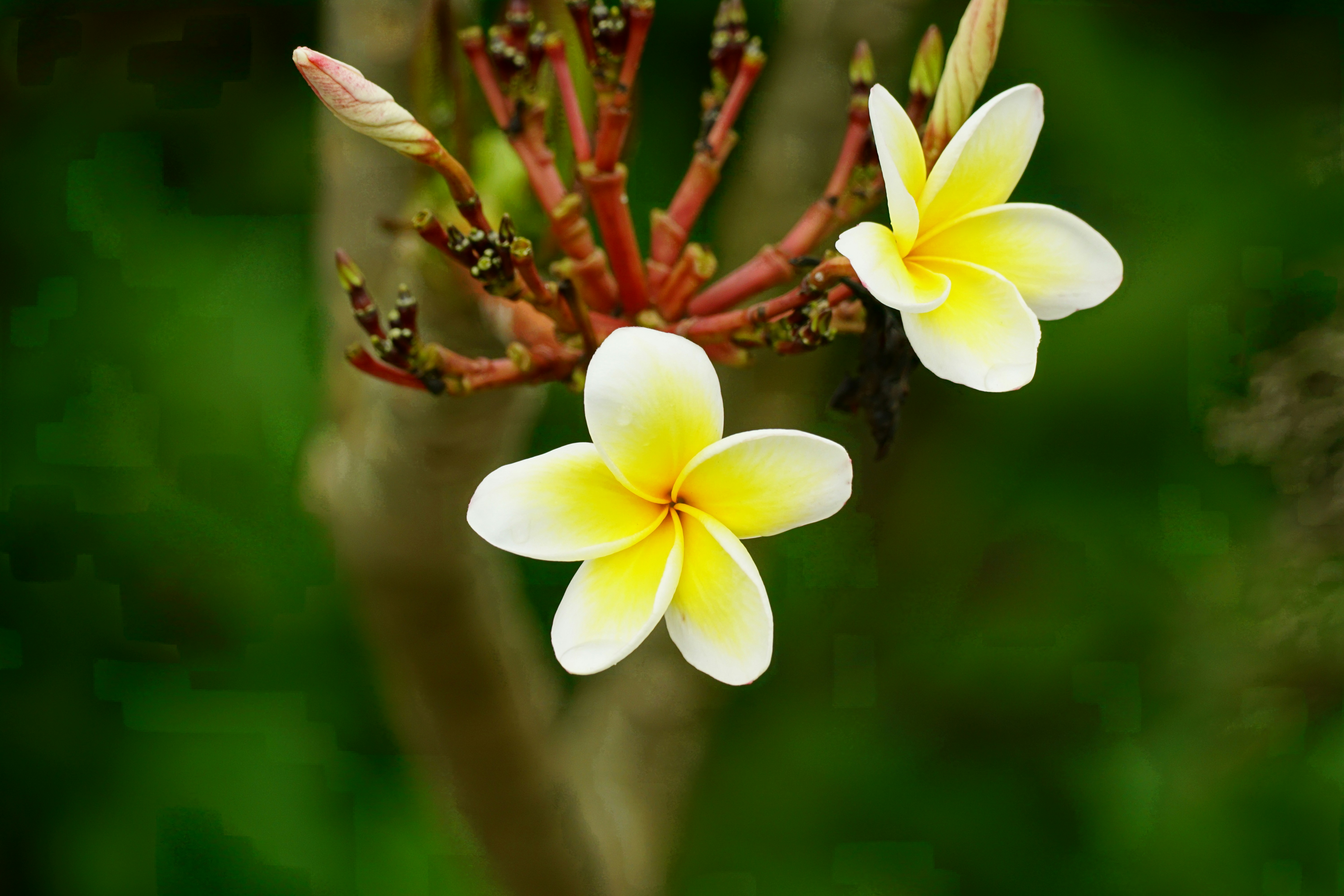 Frangipani in Focus: Soft Yellow-White Blooms on a Crimson Stem