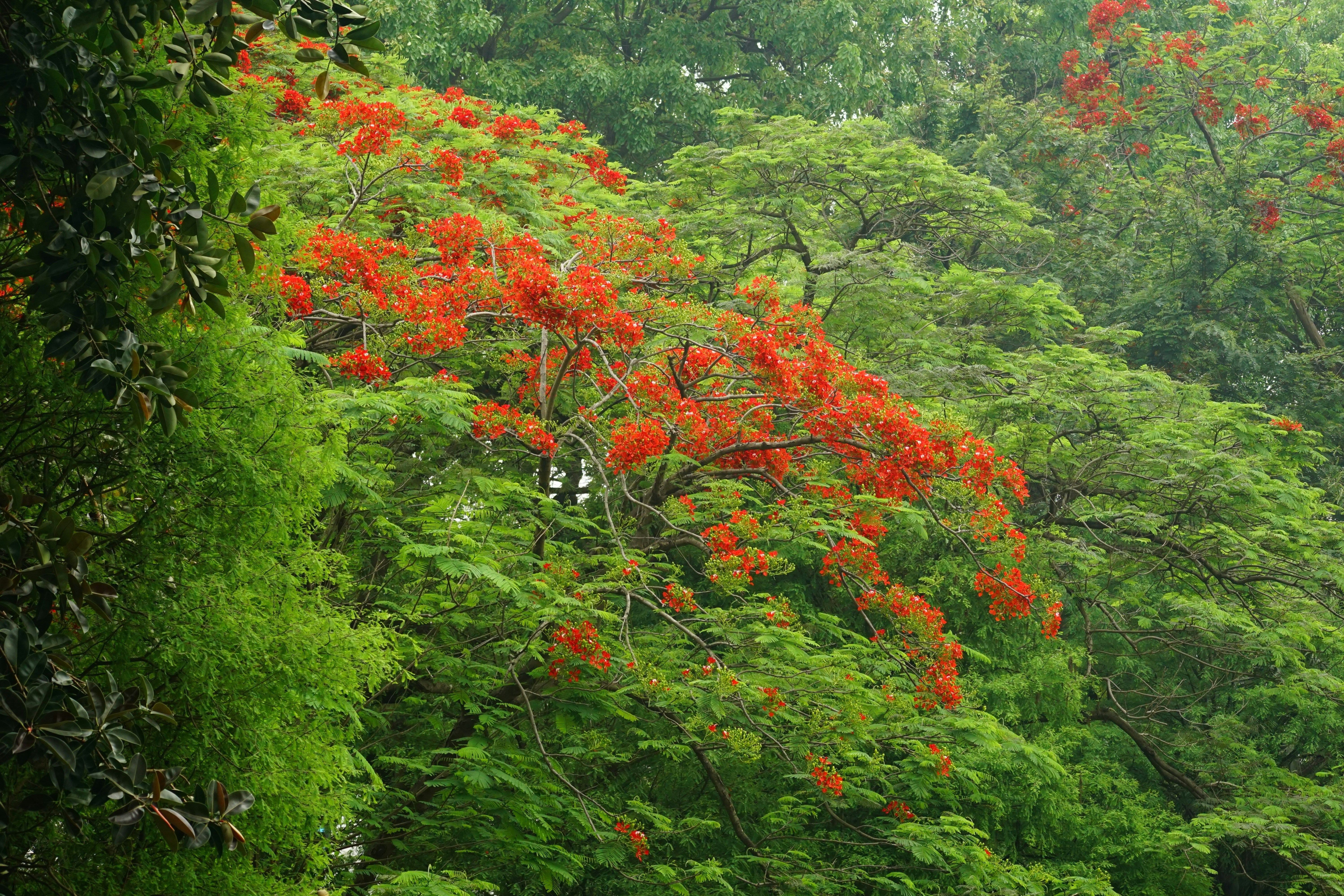 Crimson Blooms Thread the Emerald Canopy