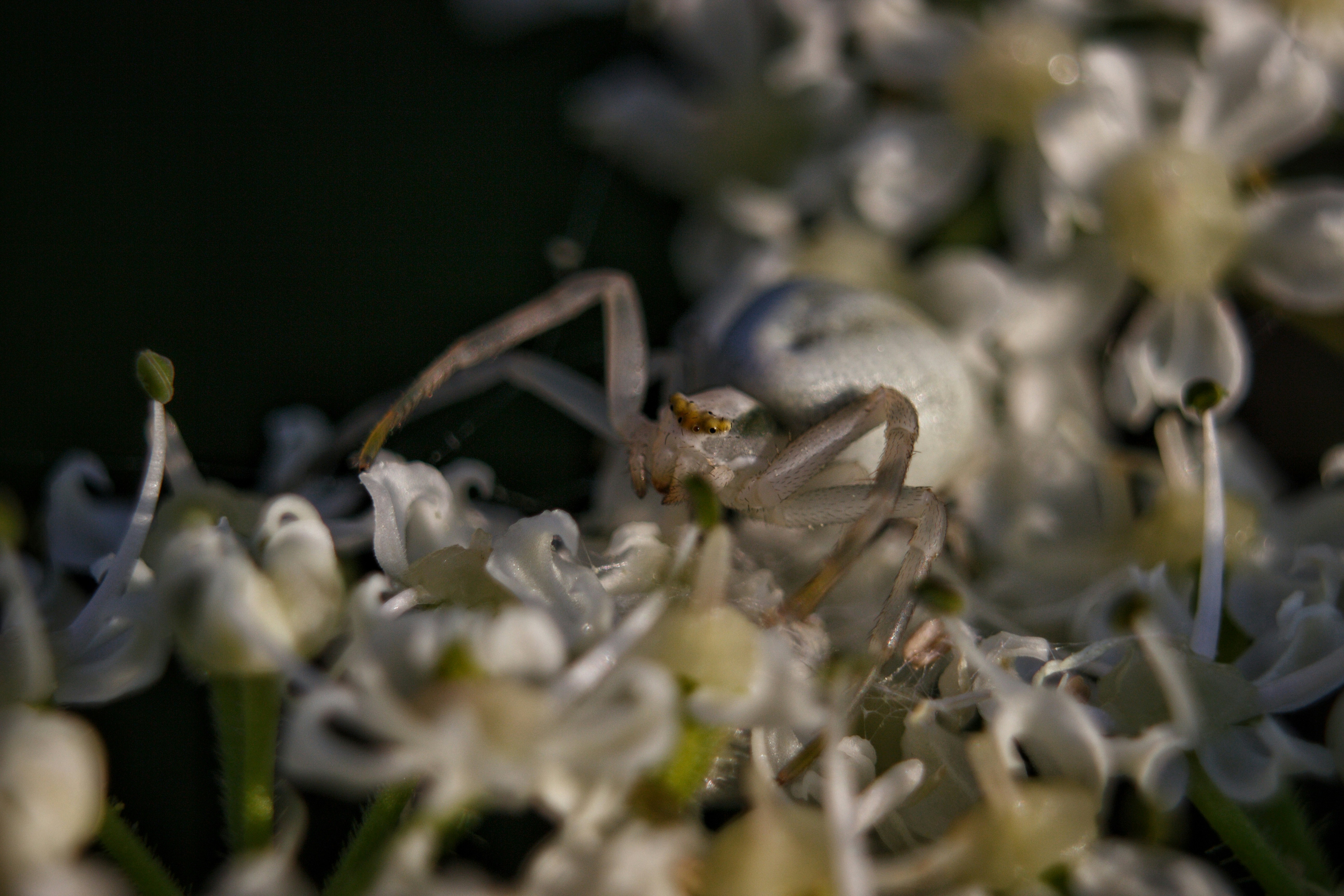 Crab Spider in a Quiet Bloom: A Macro Moment on White Petals