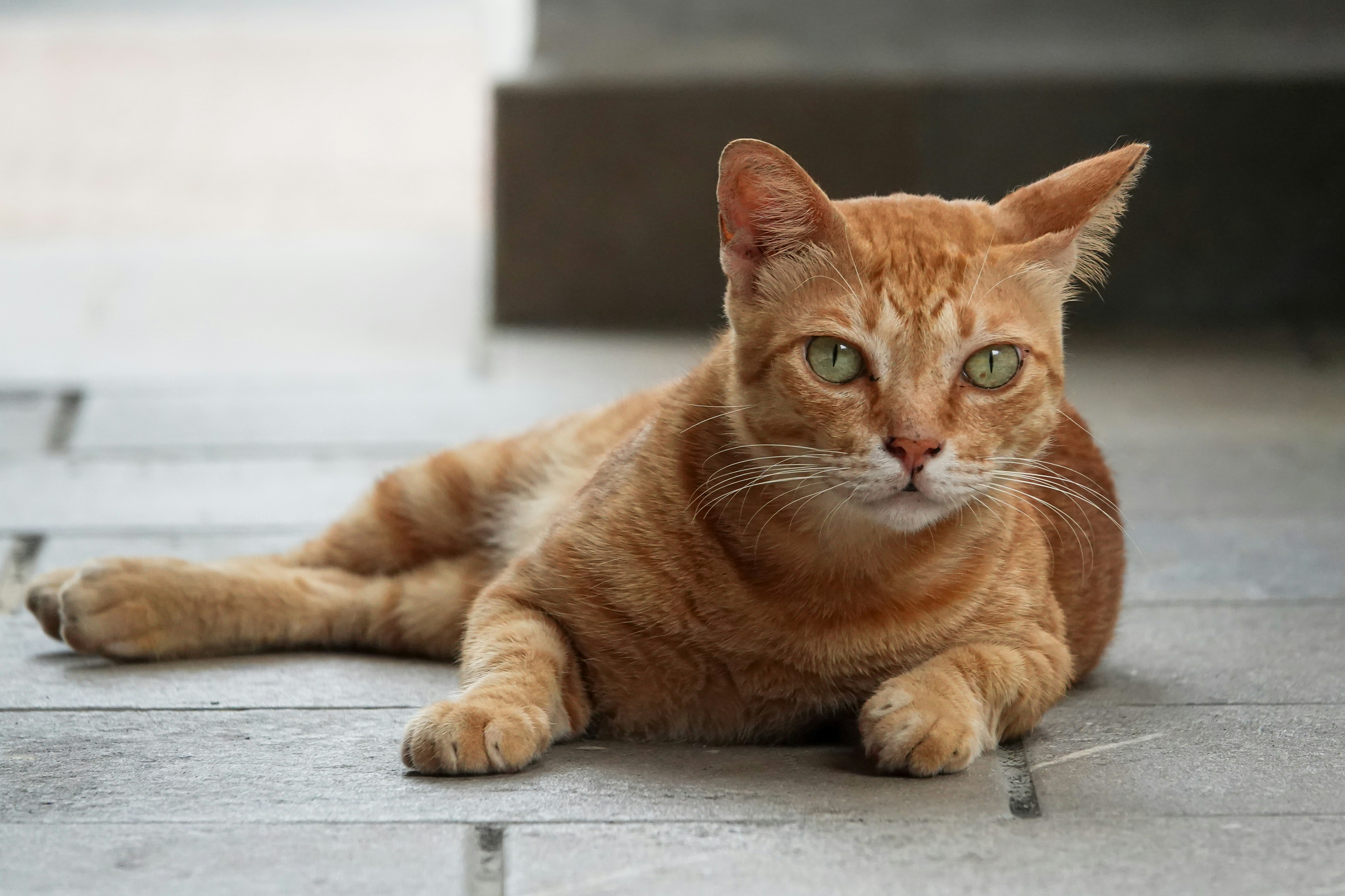 Orange tabby cat lounging on a stone pavement with soft natural lighting.