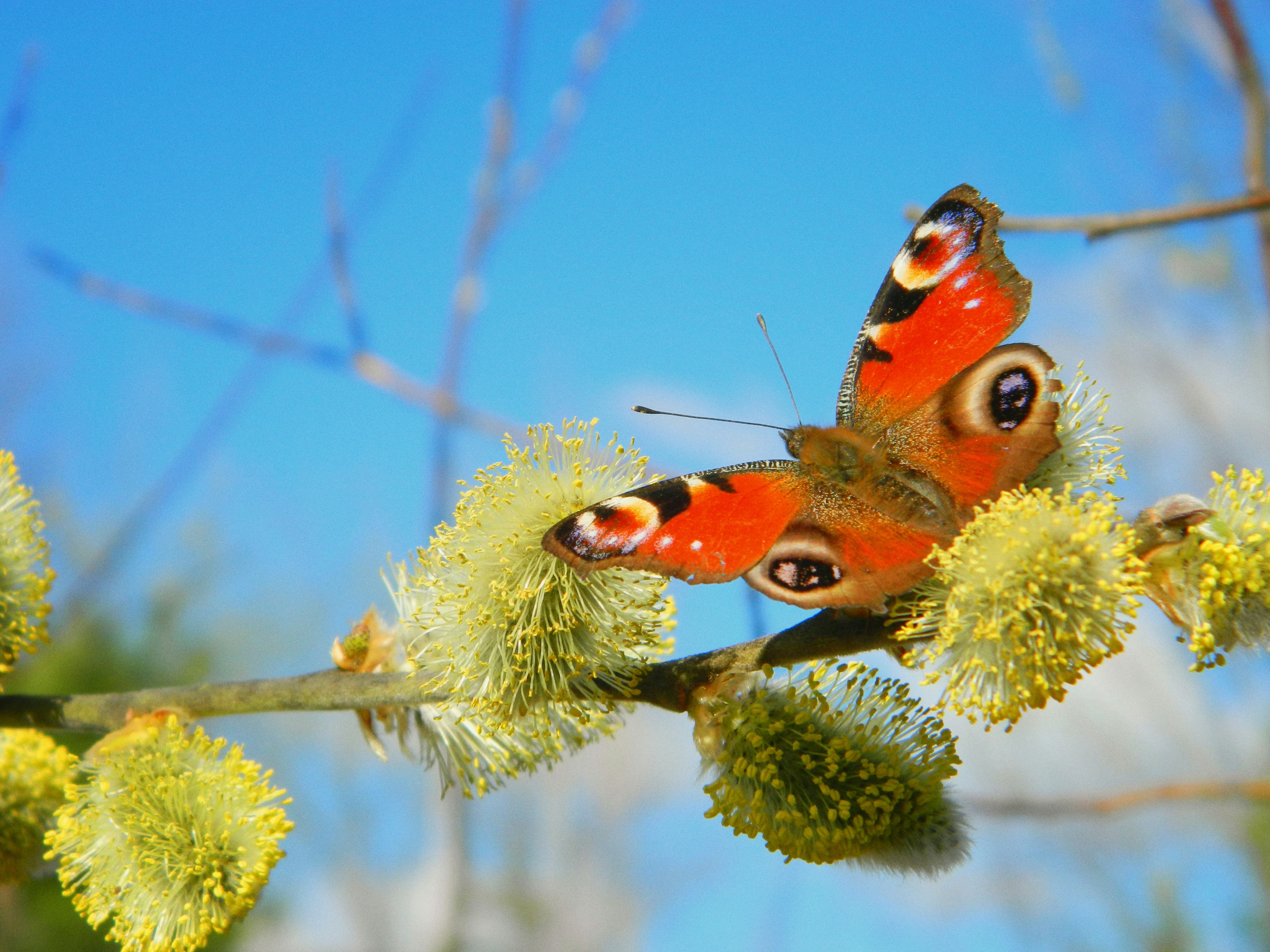 Red Admiral on a Sunlit Pussy Willow