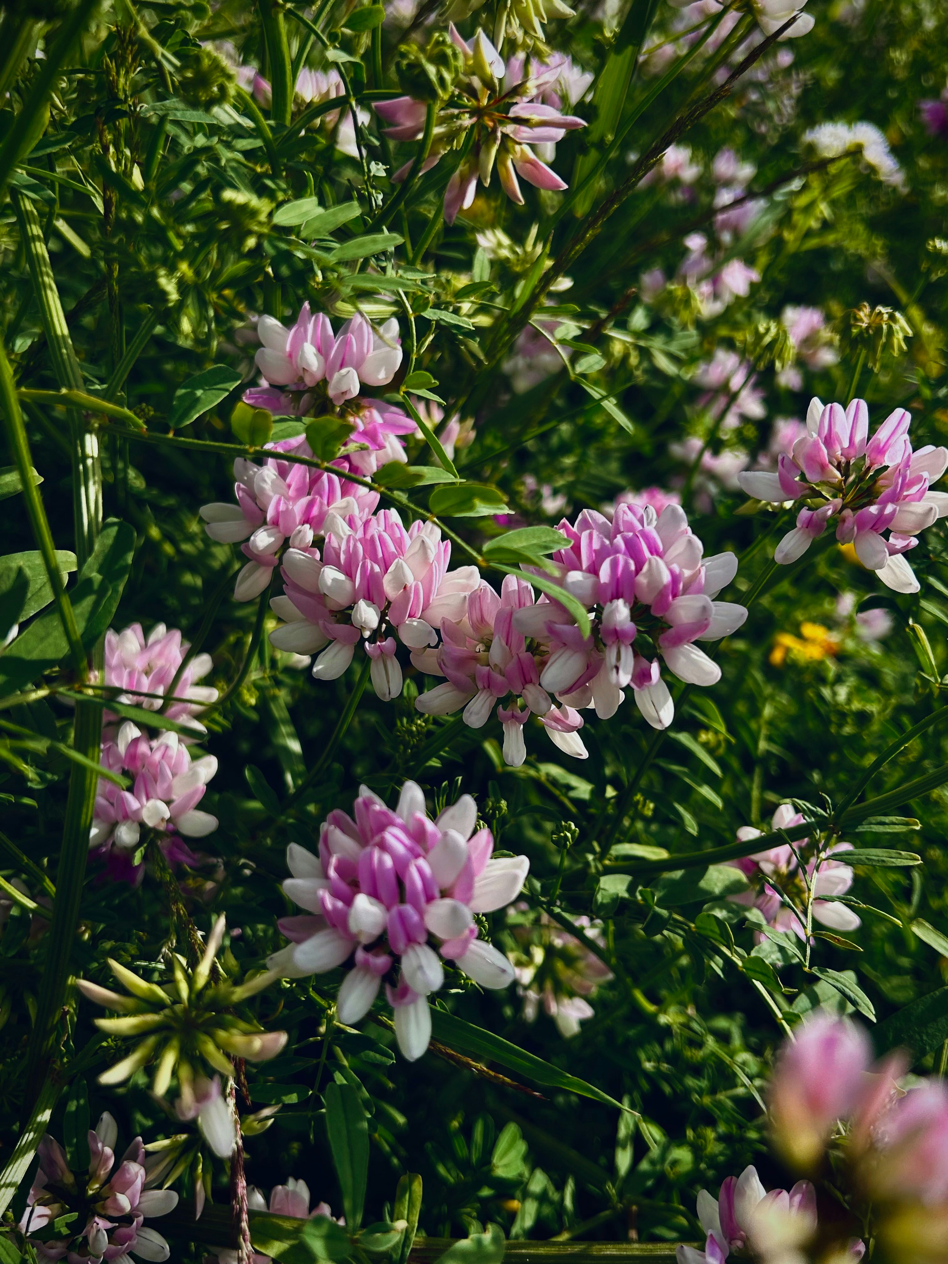 Petal Mosaic: Close-Up of Pink-White Astrantia Amid Greenery
