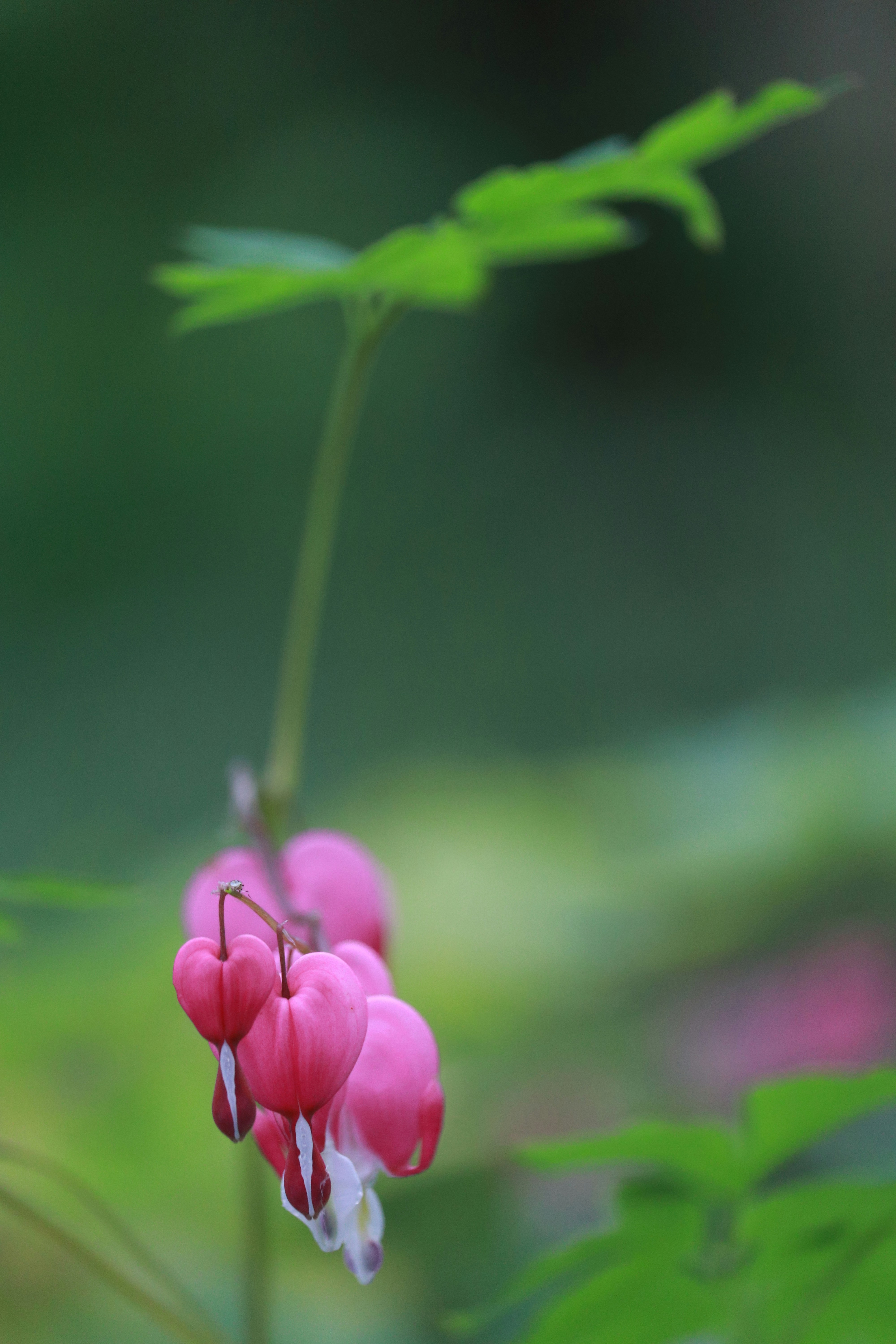 Pink Wallpaper Laptop Pictures | Download Free Images on Unsplash