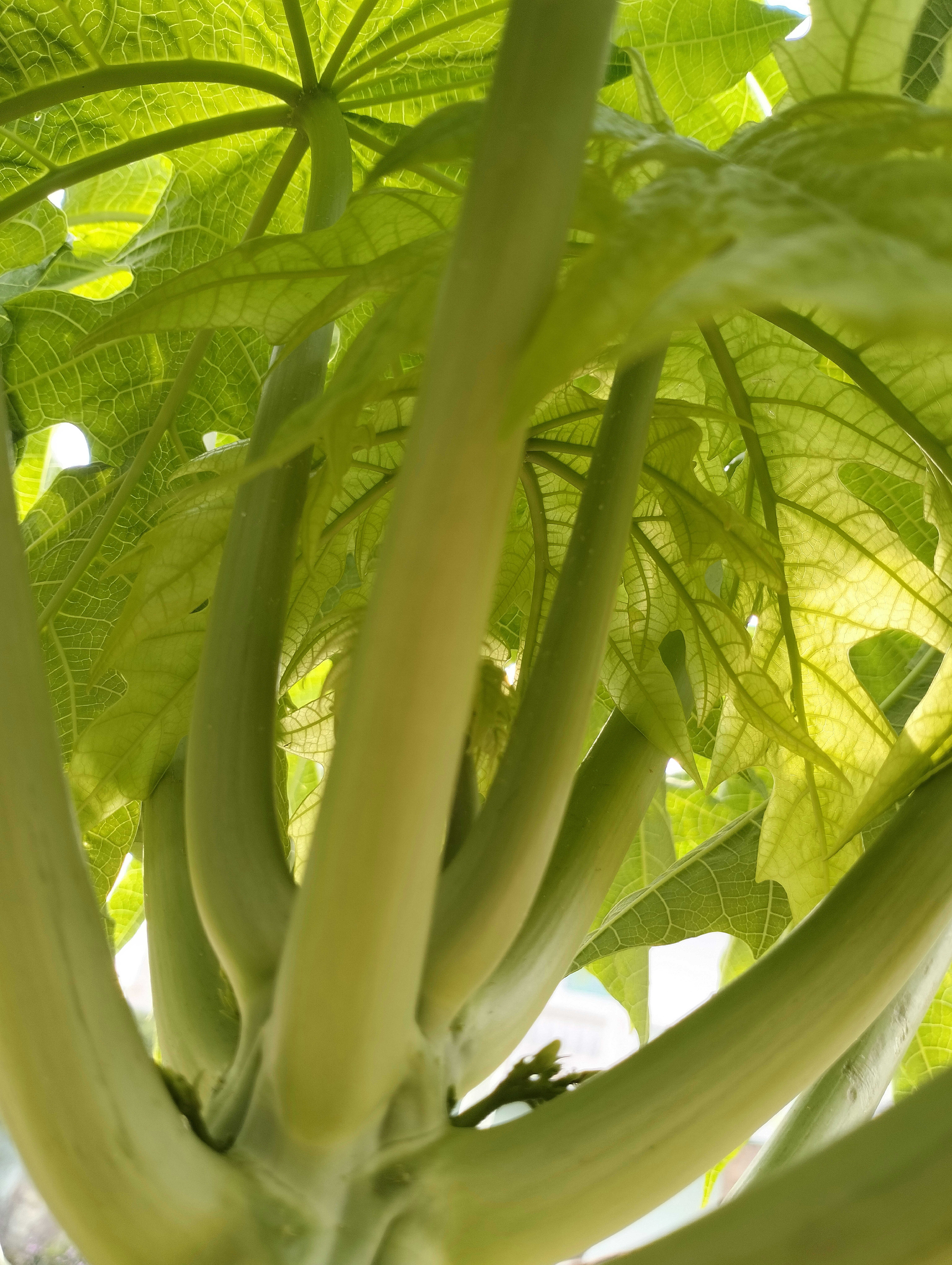 Green Cathedral: Close-Up of Pale Stems Surrounded by Veined Leaves