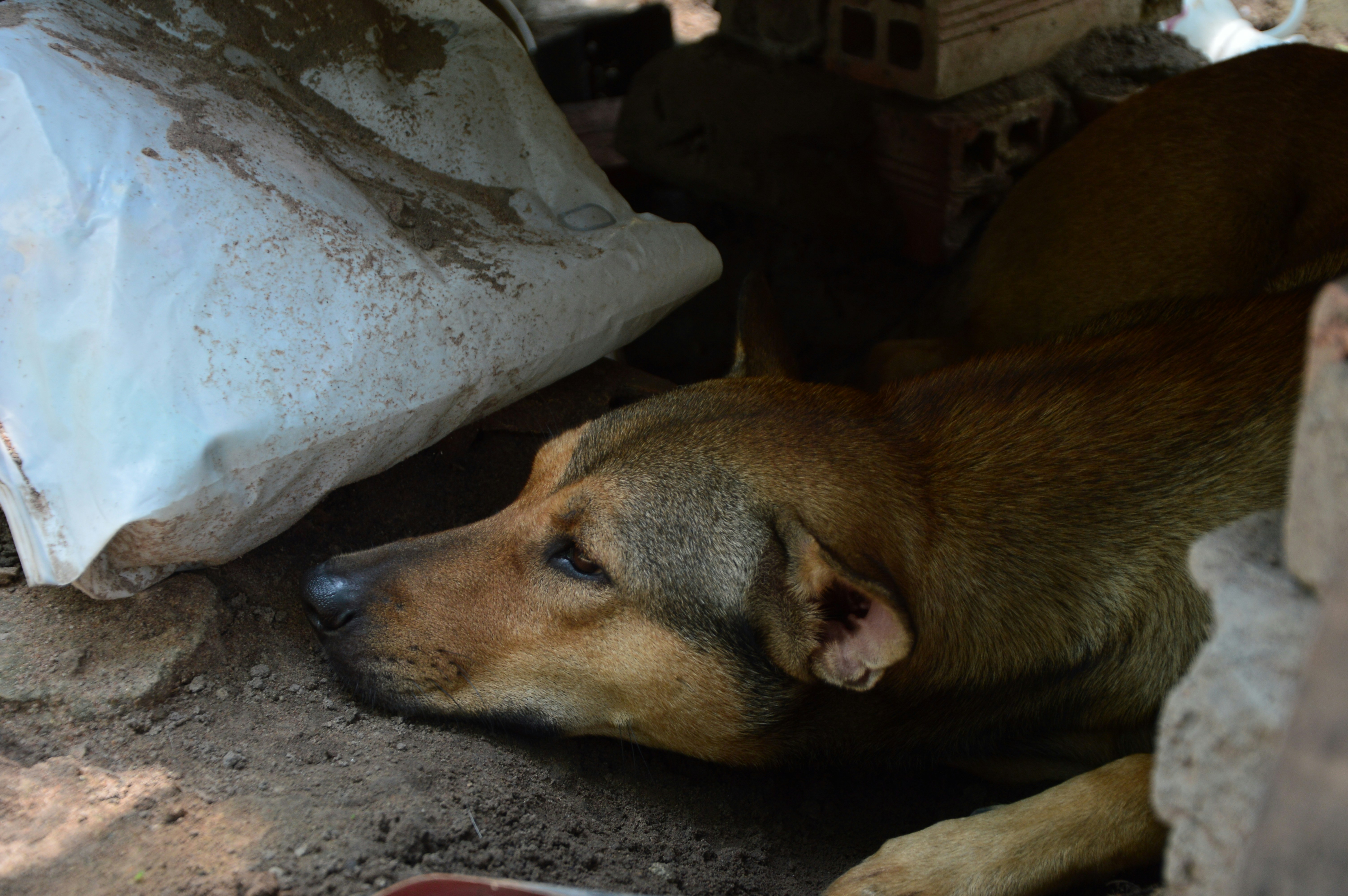 A brown dog laying on the ground next to a pile of rocks photo – Free ...