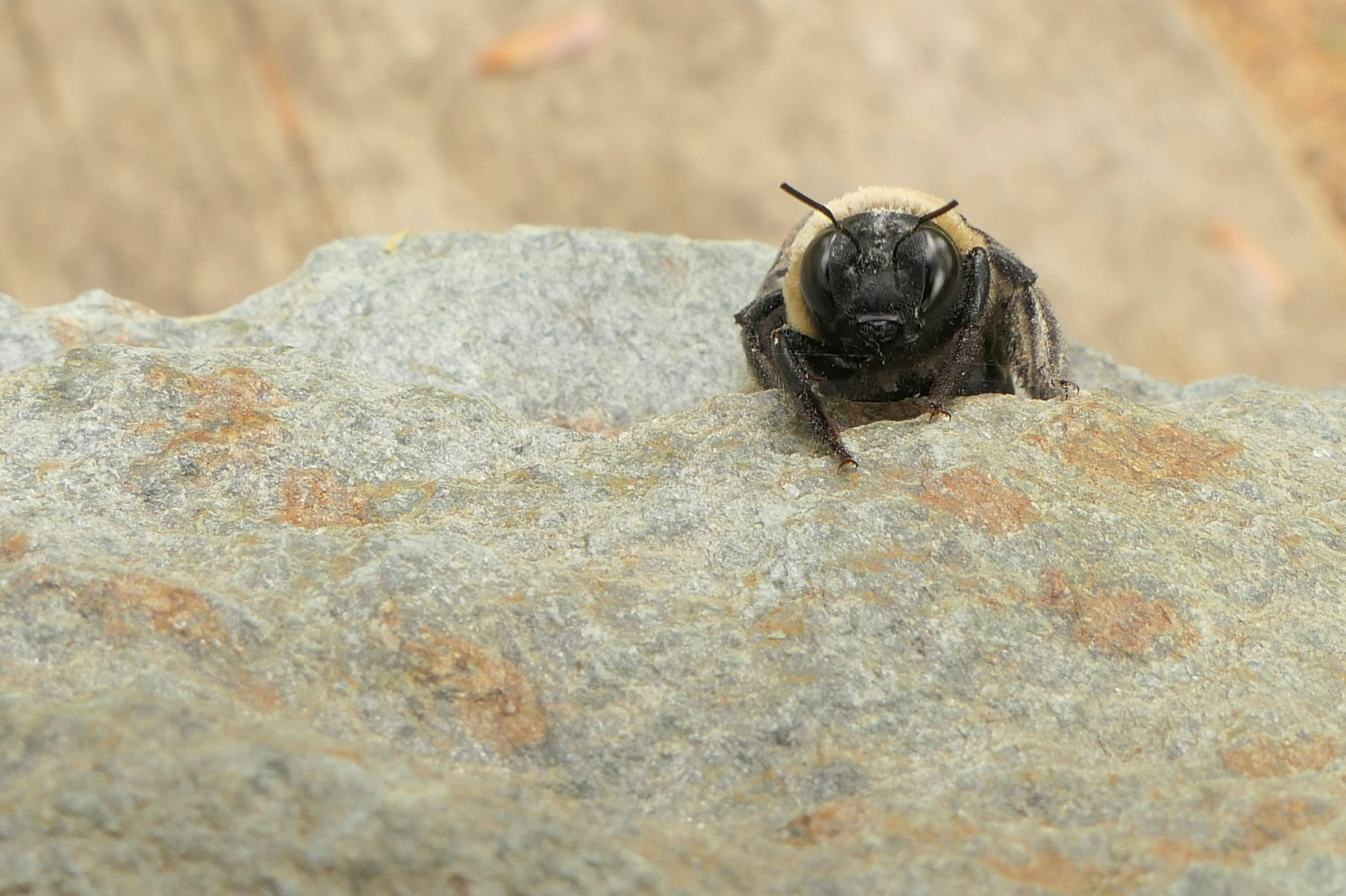 Glasshouse Peak: A Bumblebee Clings to Edge of Stone