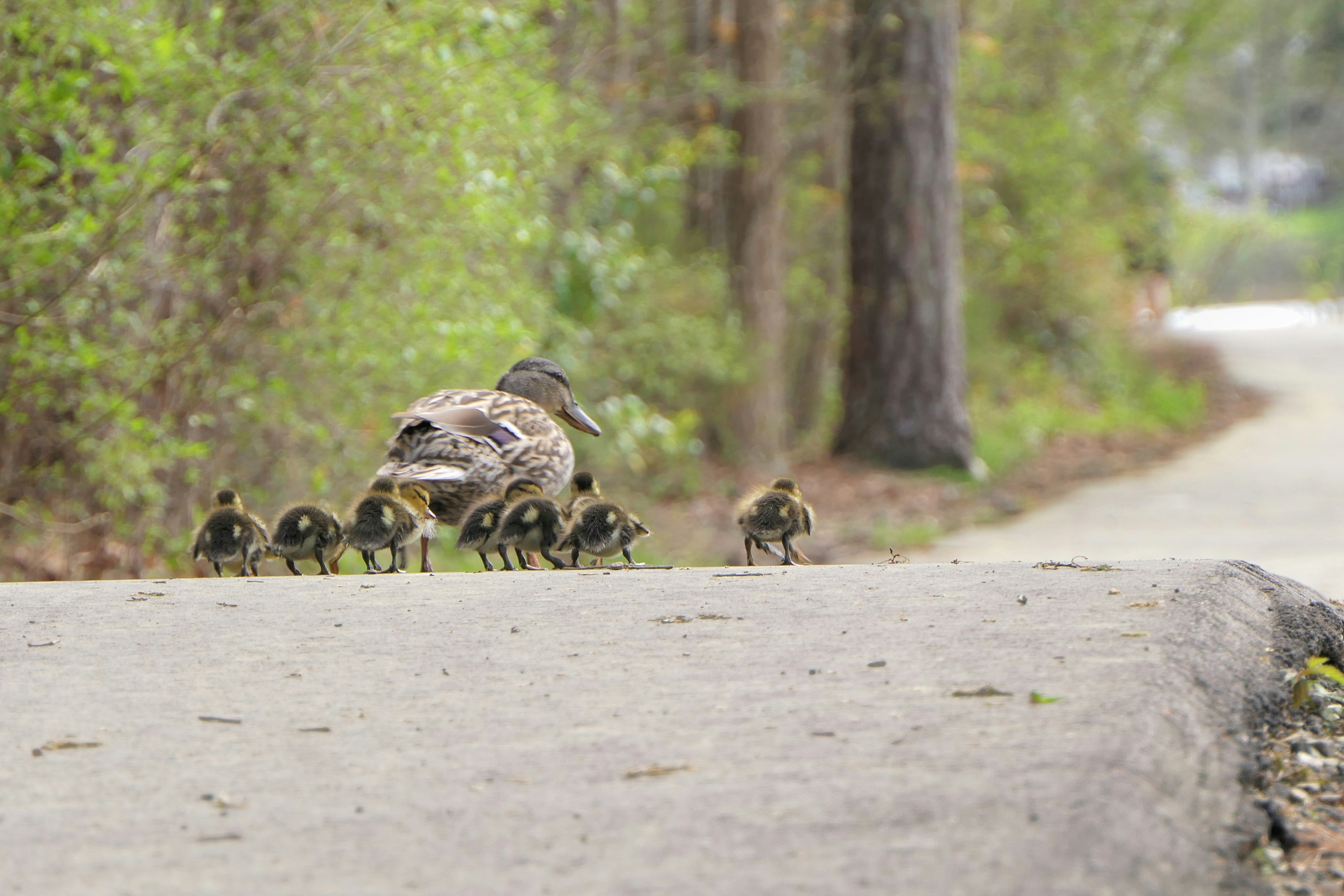 Mallard Family Crossing: A Quiet Park Path Moment
